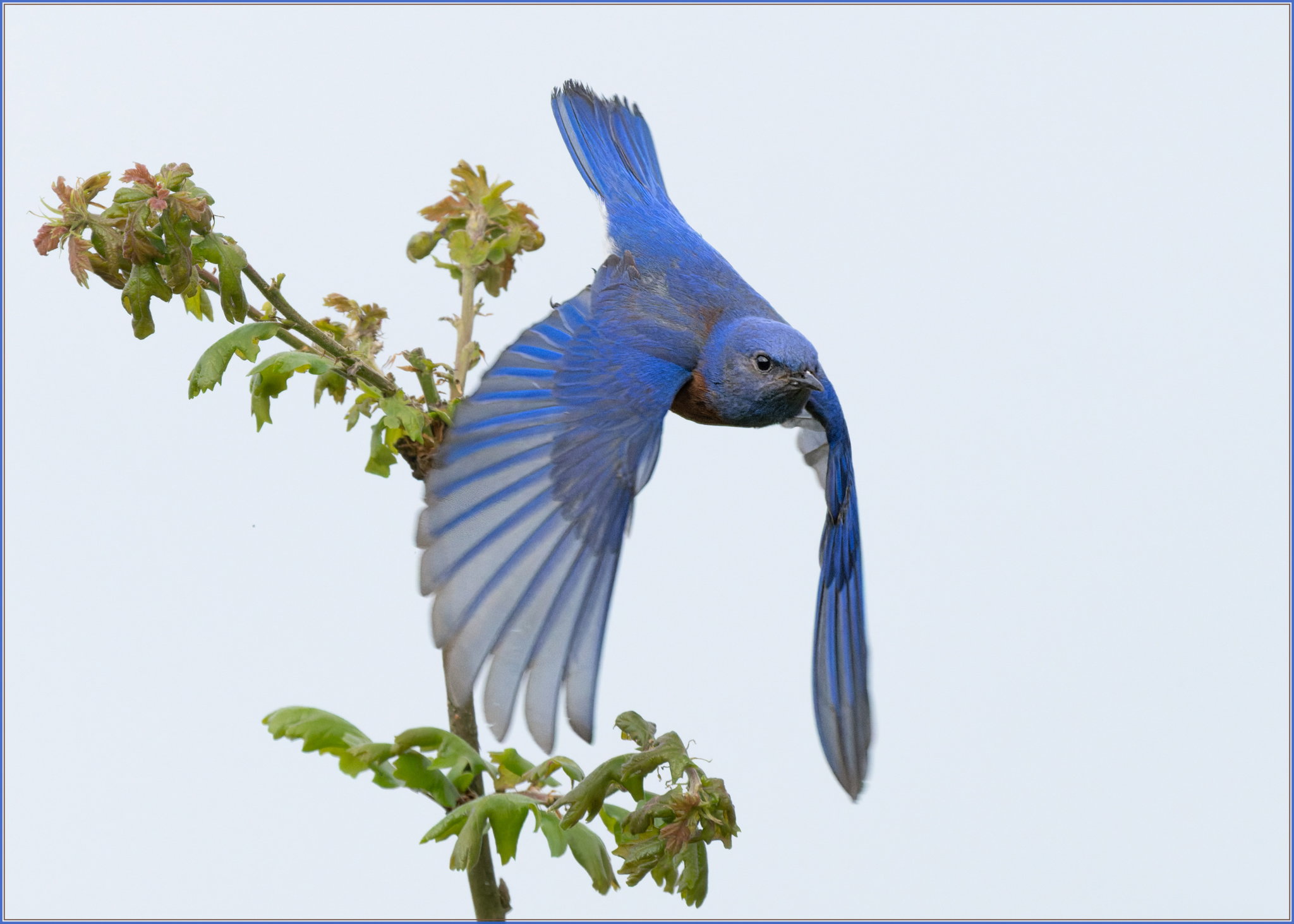 Male Western Bluebird - Image Critiques - Nature Photographers Network