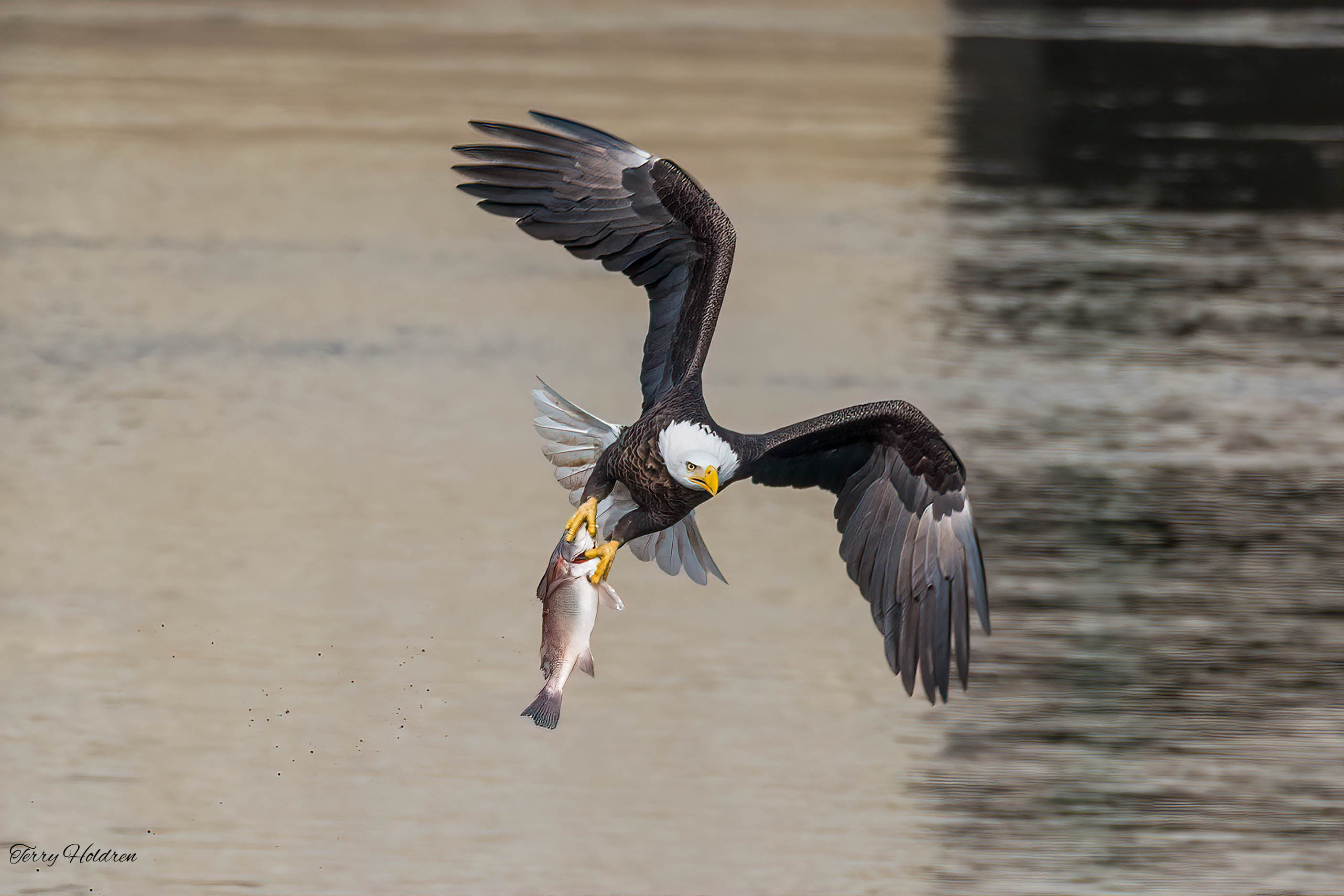 Dinner Time - Avian Critiques - Nature Photographers Network