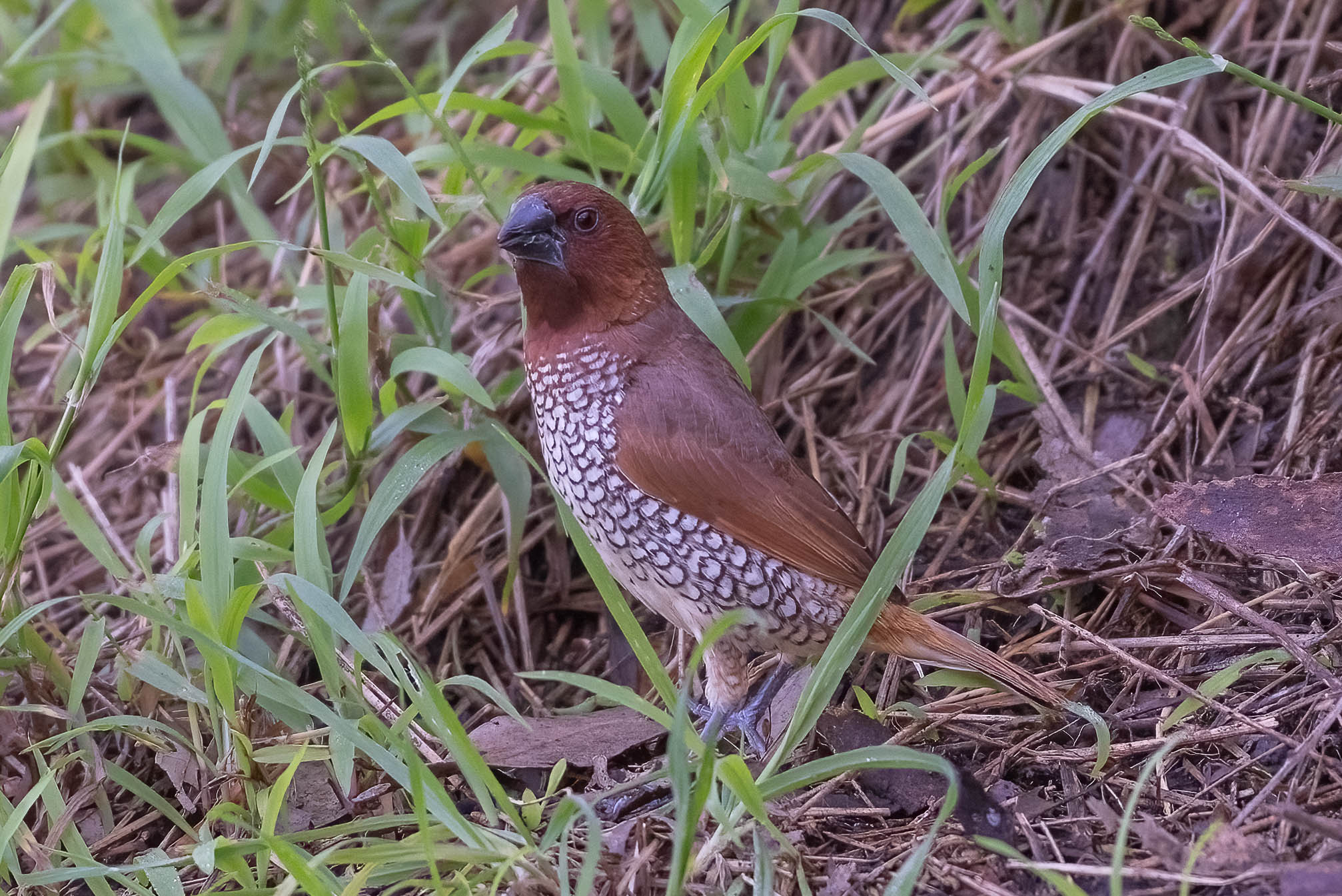Scaly-breasted Munia - Image Critiques - Nature Photographers Network