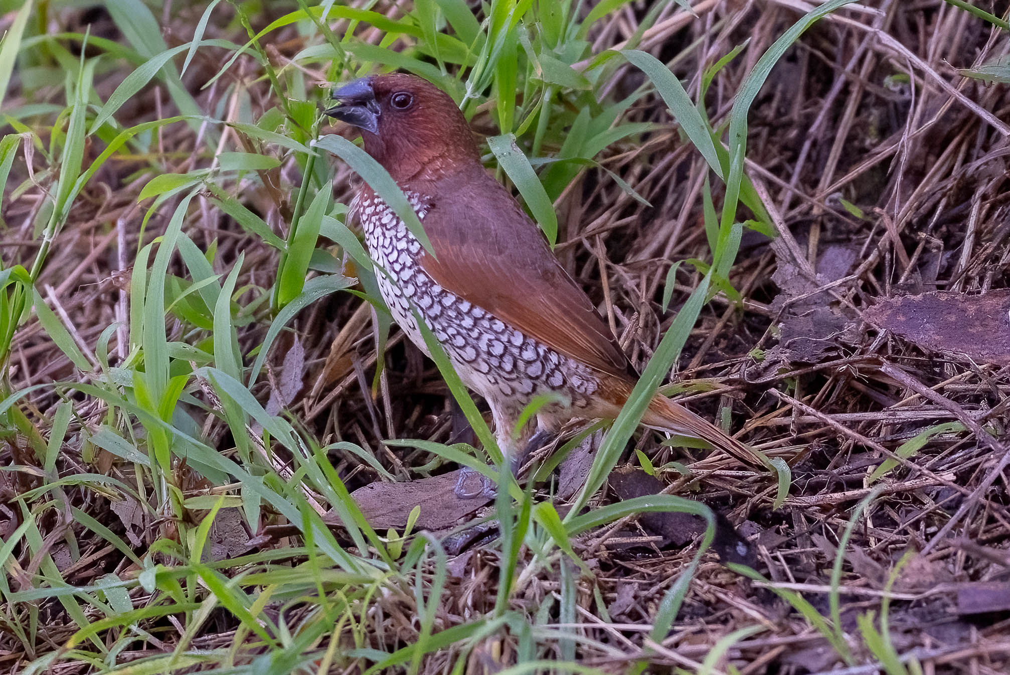 Scaly-breasted Munia - Image Critiques - Nature Photographers Network