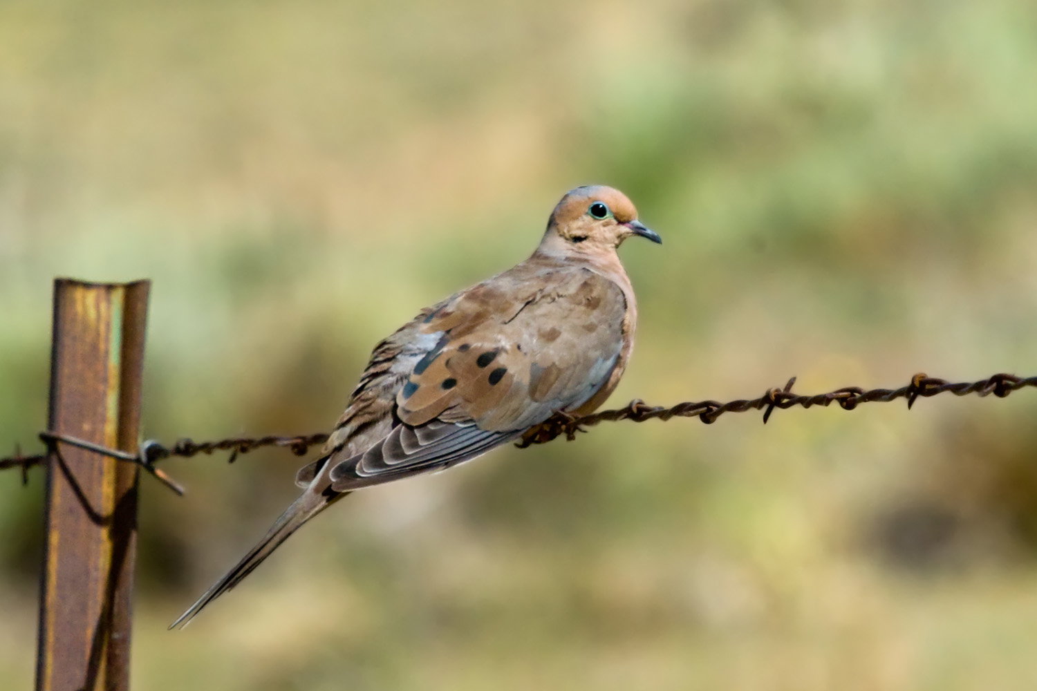 Mourning Dove + Rework - Image Critiques - Nature Photographers Network