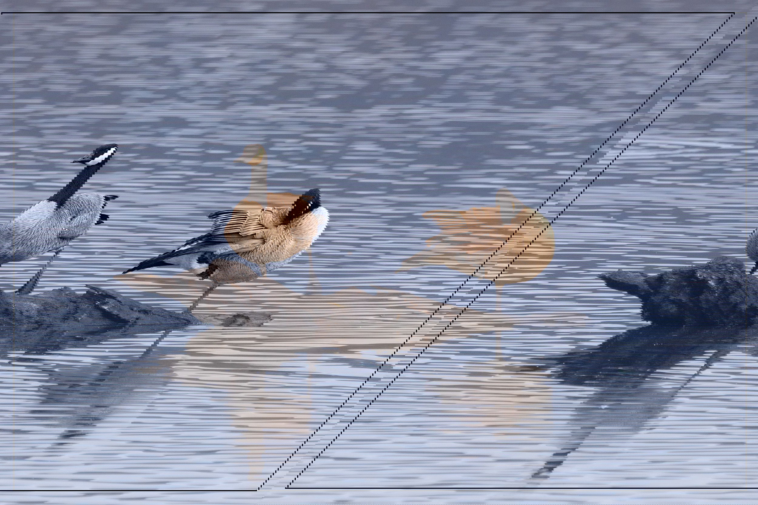 Cackling Geese - Avian Critiques - Nature Photographers Network