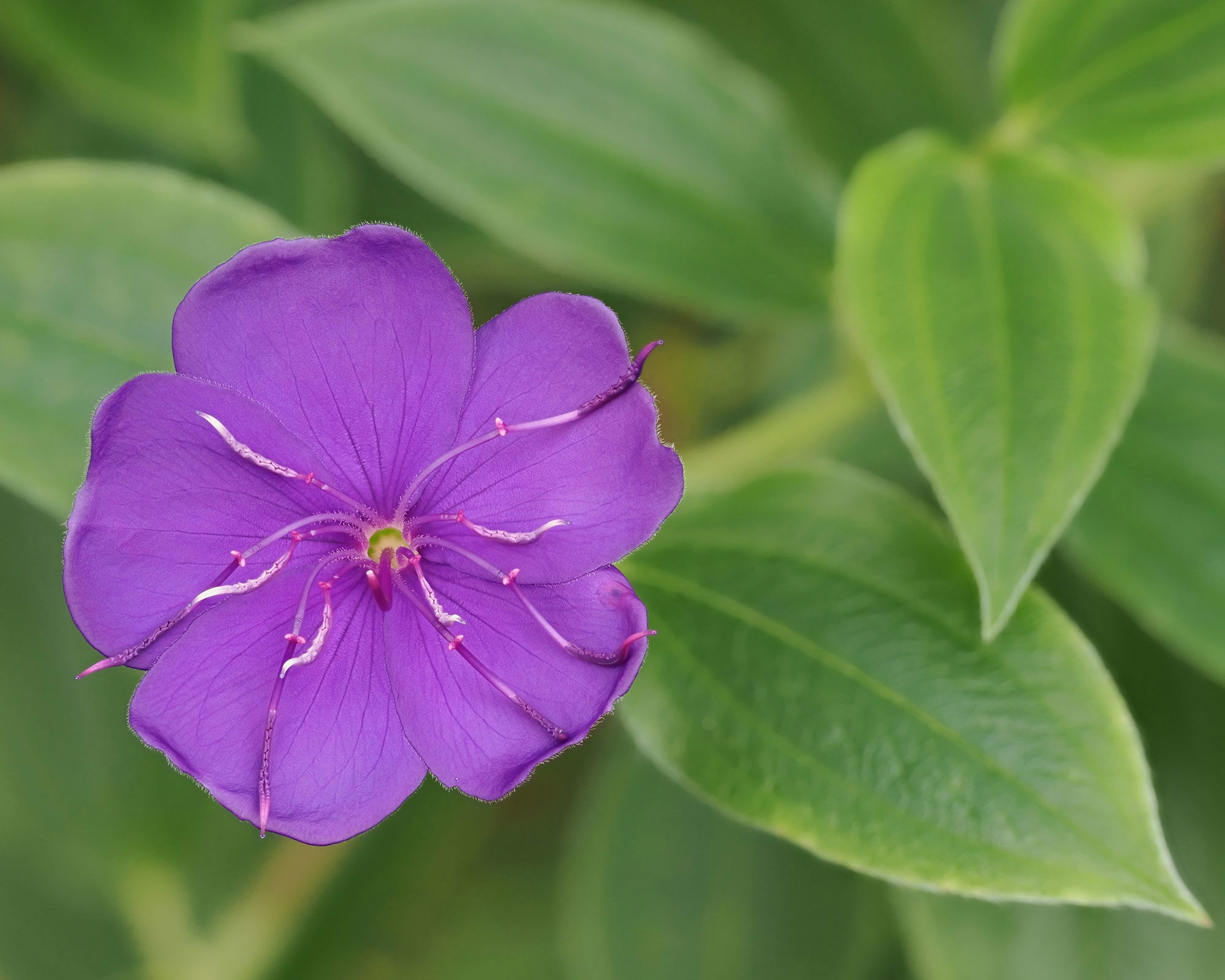Glory Bush Flora Critiques Nature Photographers Network