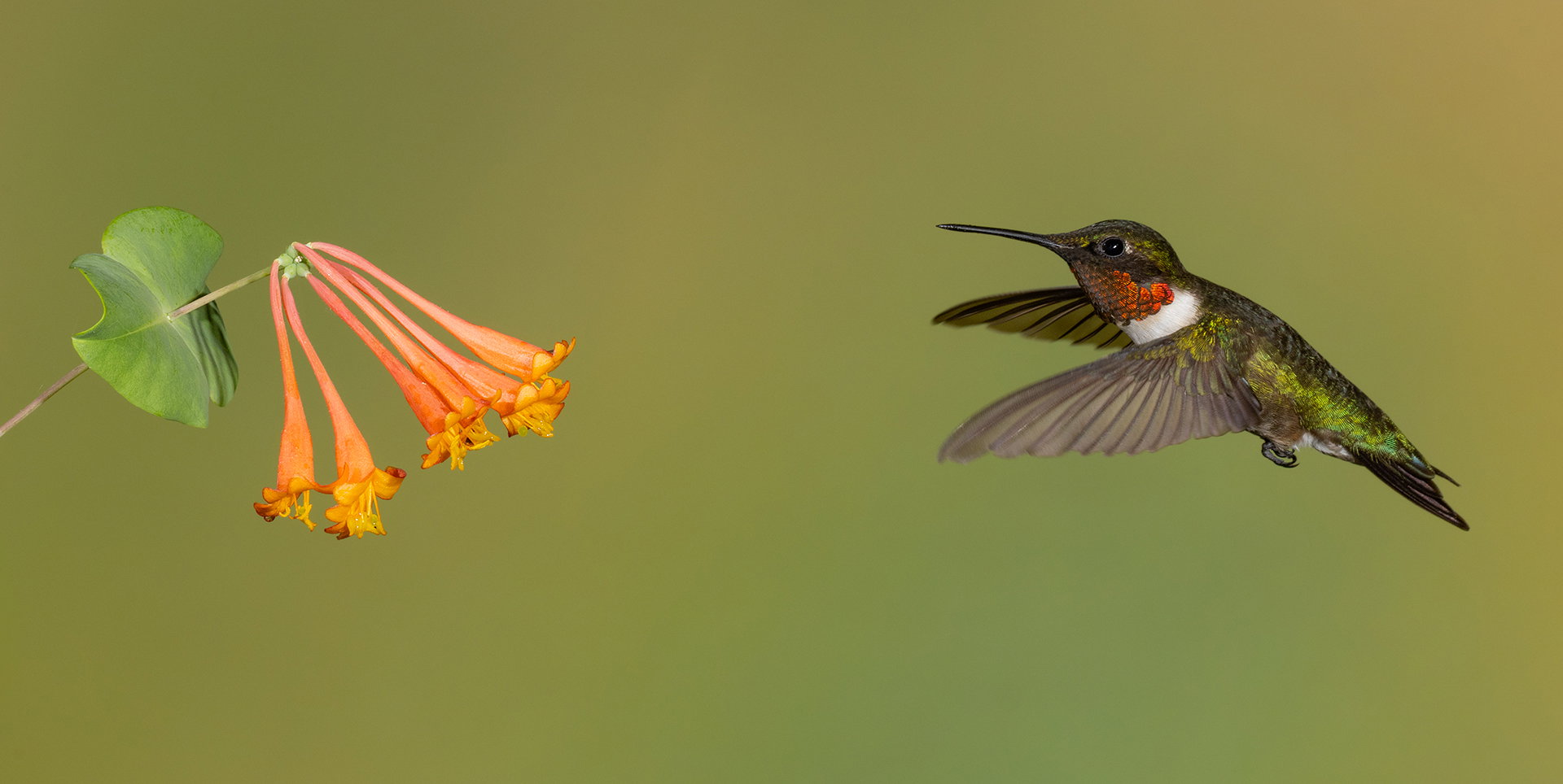 Ruby-throated hummingbird - Avian Critiques - Nature Photographers Network