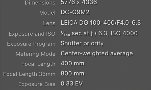 Tiger Feed - Macro/Close-up Critiques - Nature Photographers Network