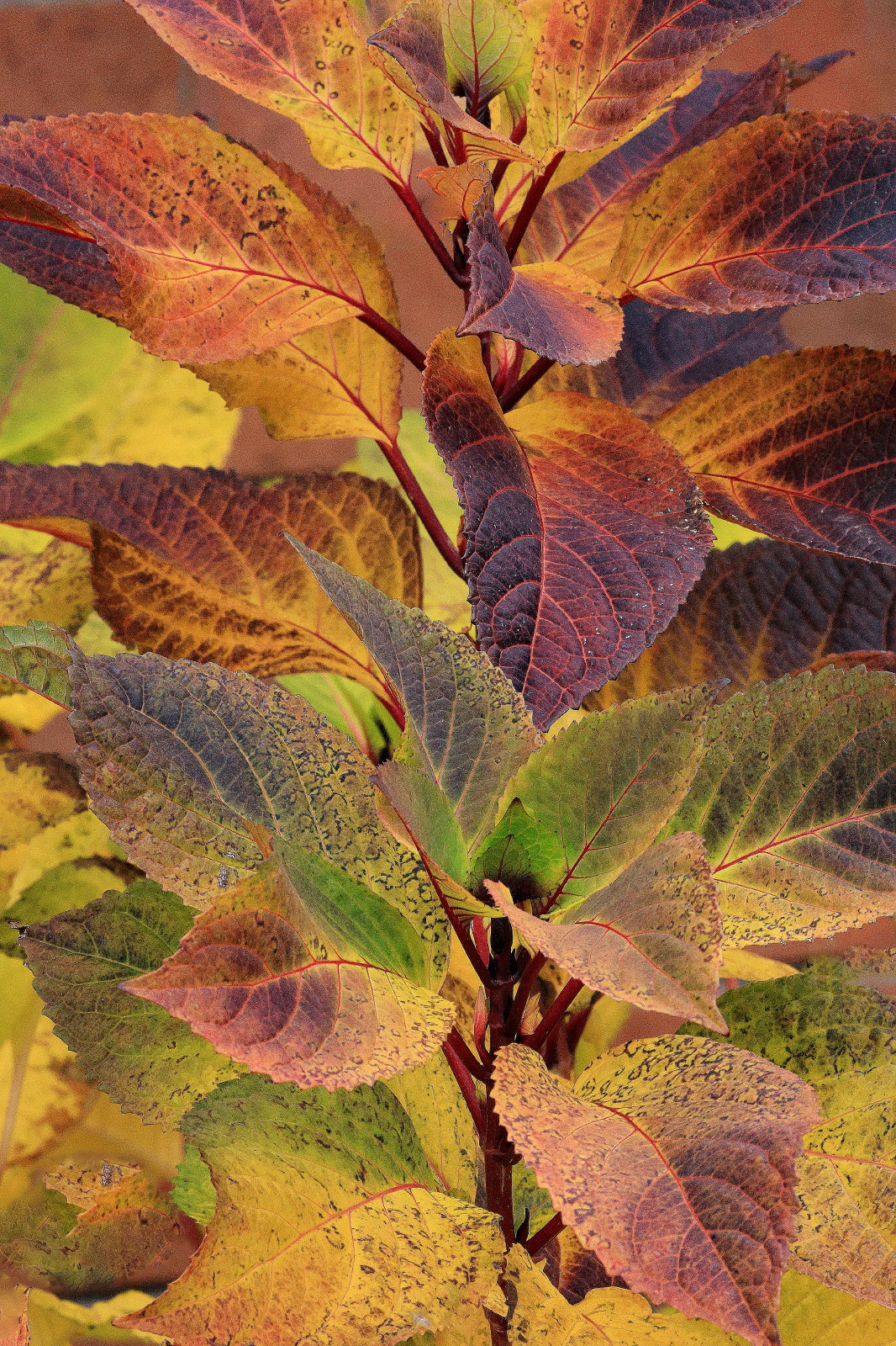 2025showcase - Weekly Challenge - Nature Photographers Network