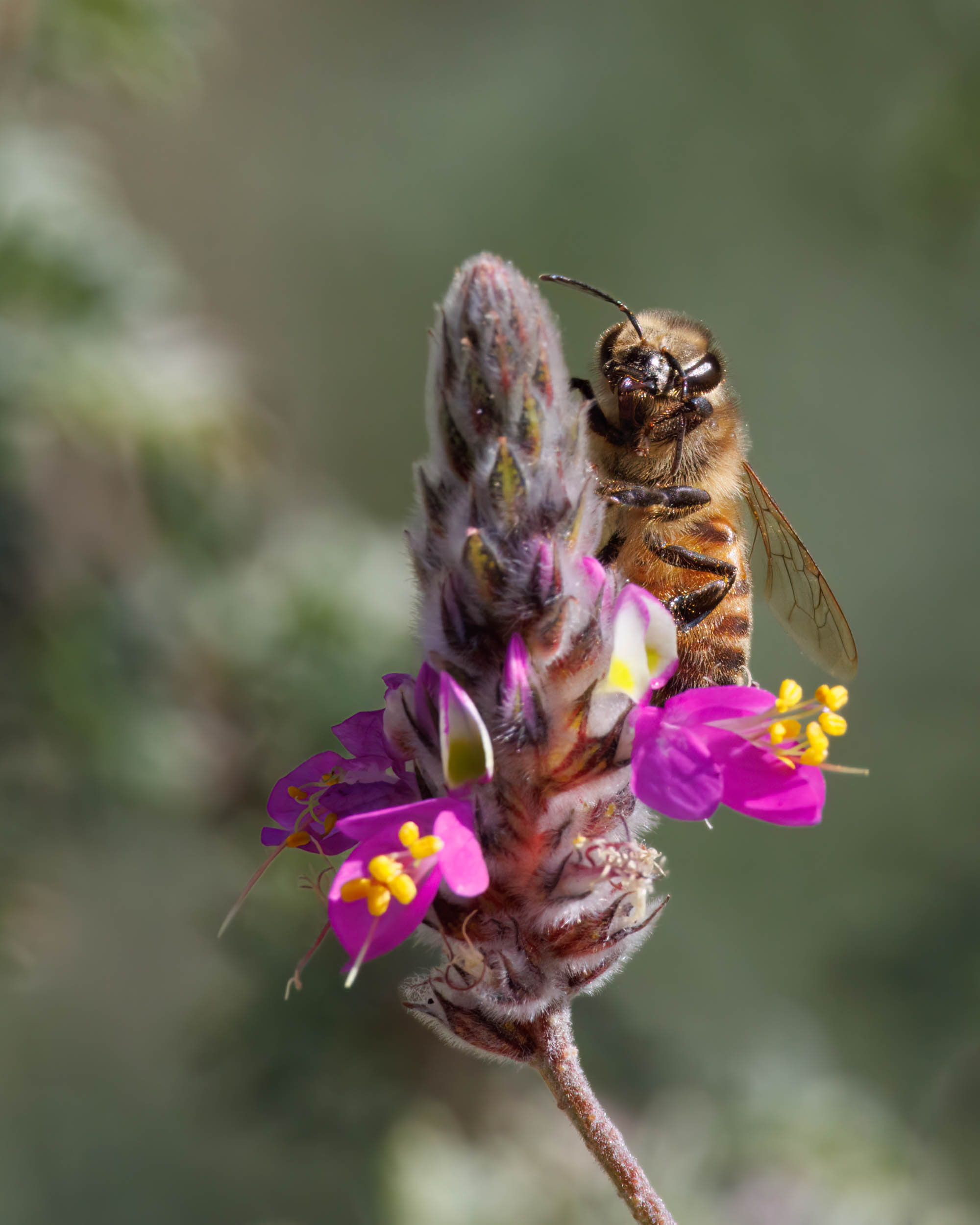 Cleaning Time Updated - Macro/Close-up Critiques - Nature Photographers ...