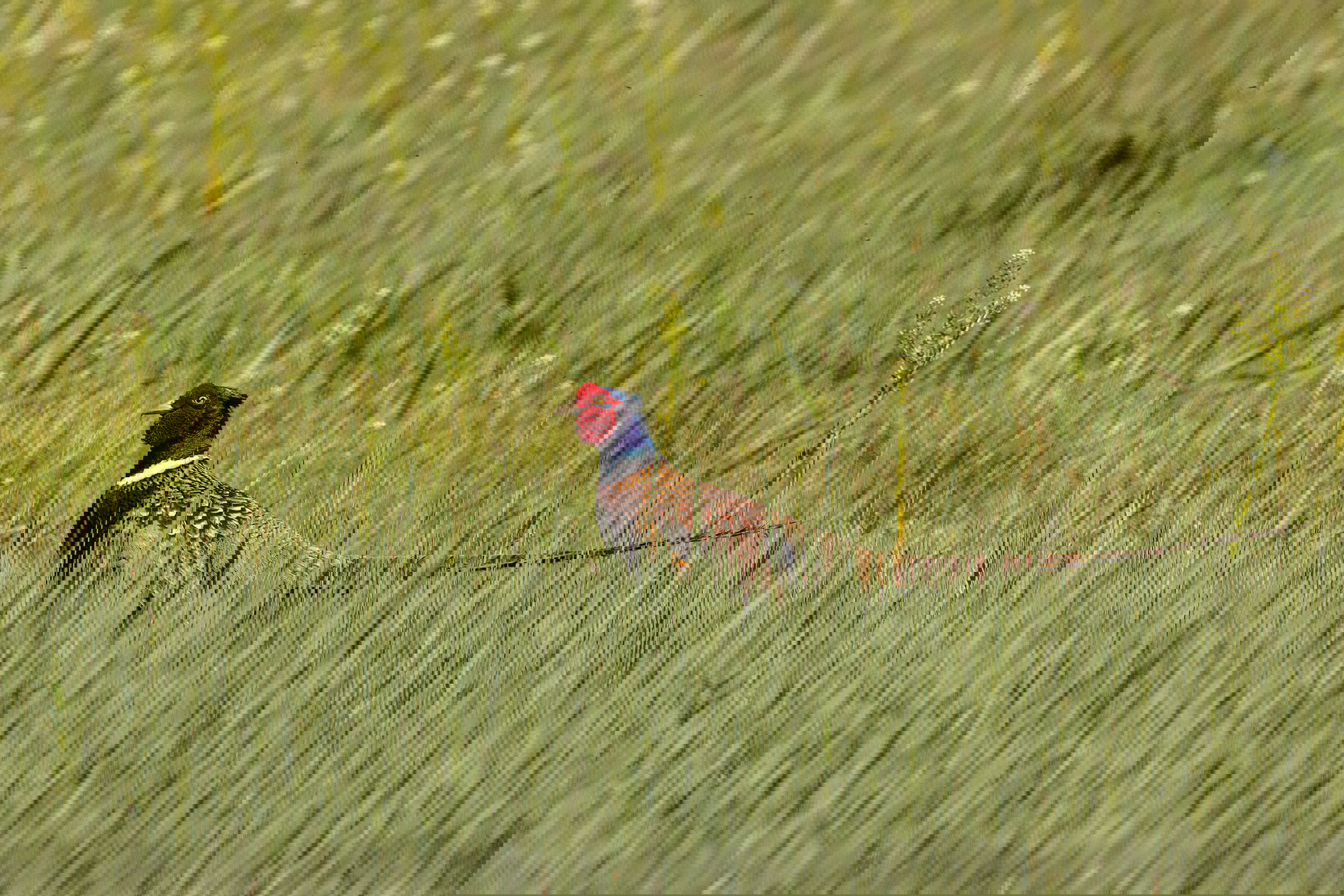 Ring-necked Pheasant - Avian Critiques - Nature Photographers Network