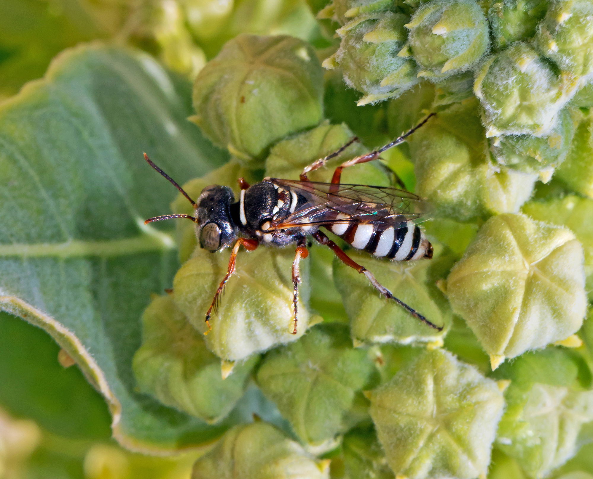 Crabronid Wasp on Milkweed - Repost - Macro/Close-up Critiques - Nature ...