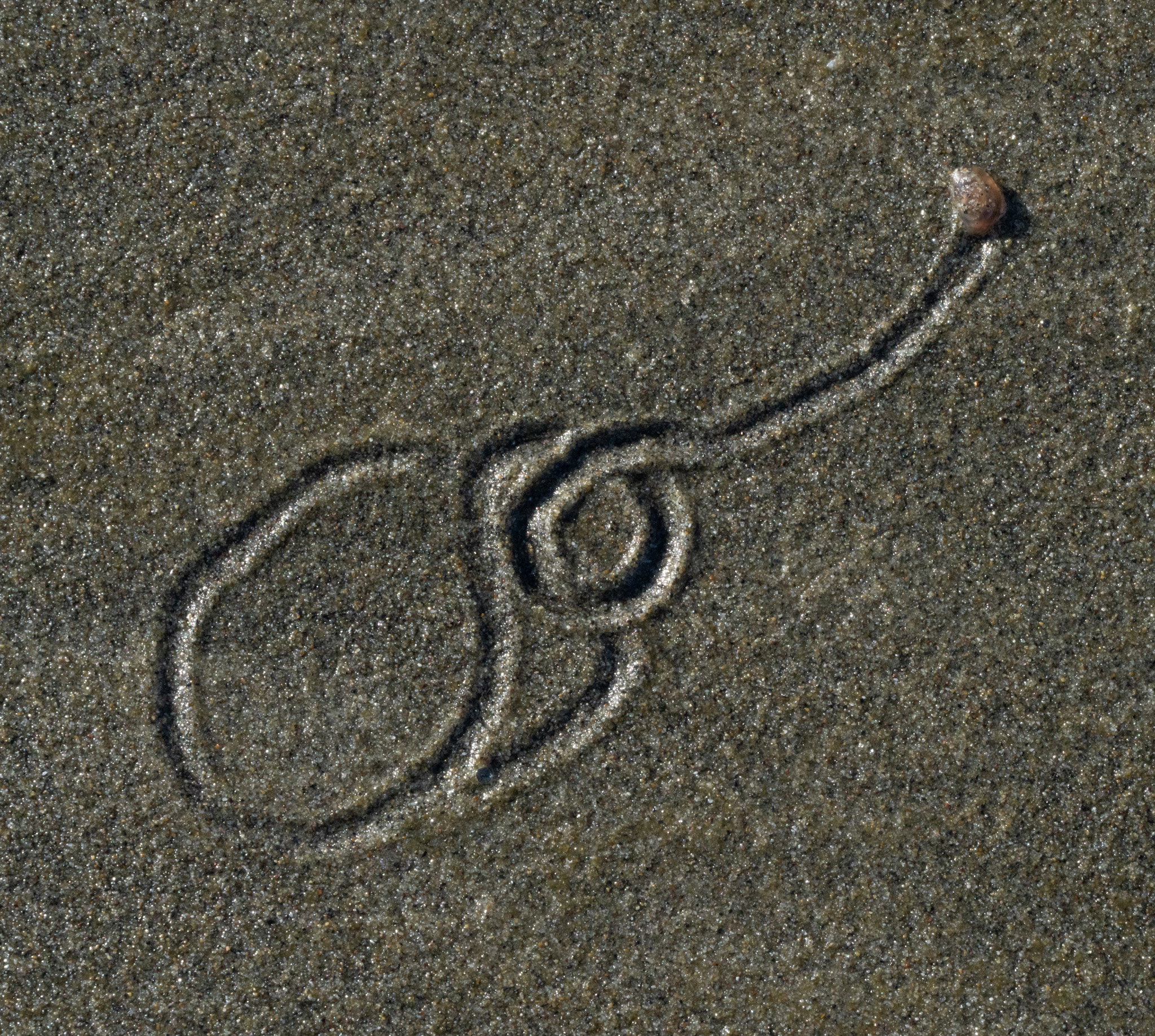 Snails and Trails - Image Critiques - Nature Photographers Network