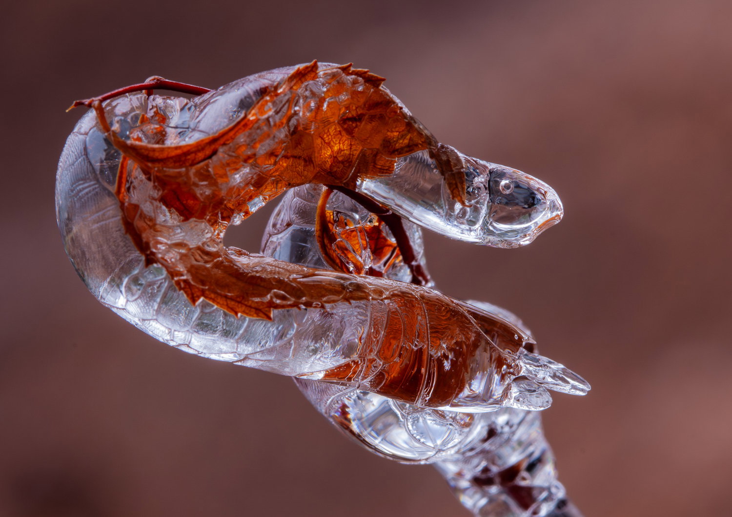 Ice Snake - Image Critiques - Nature Photographers Network