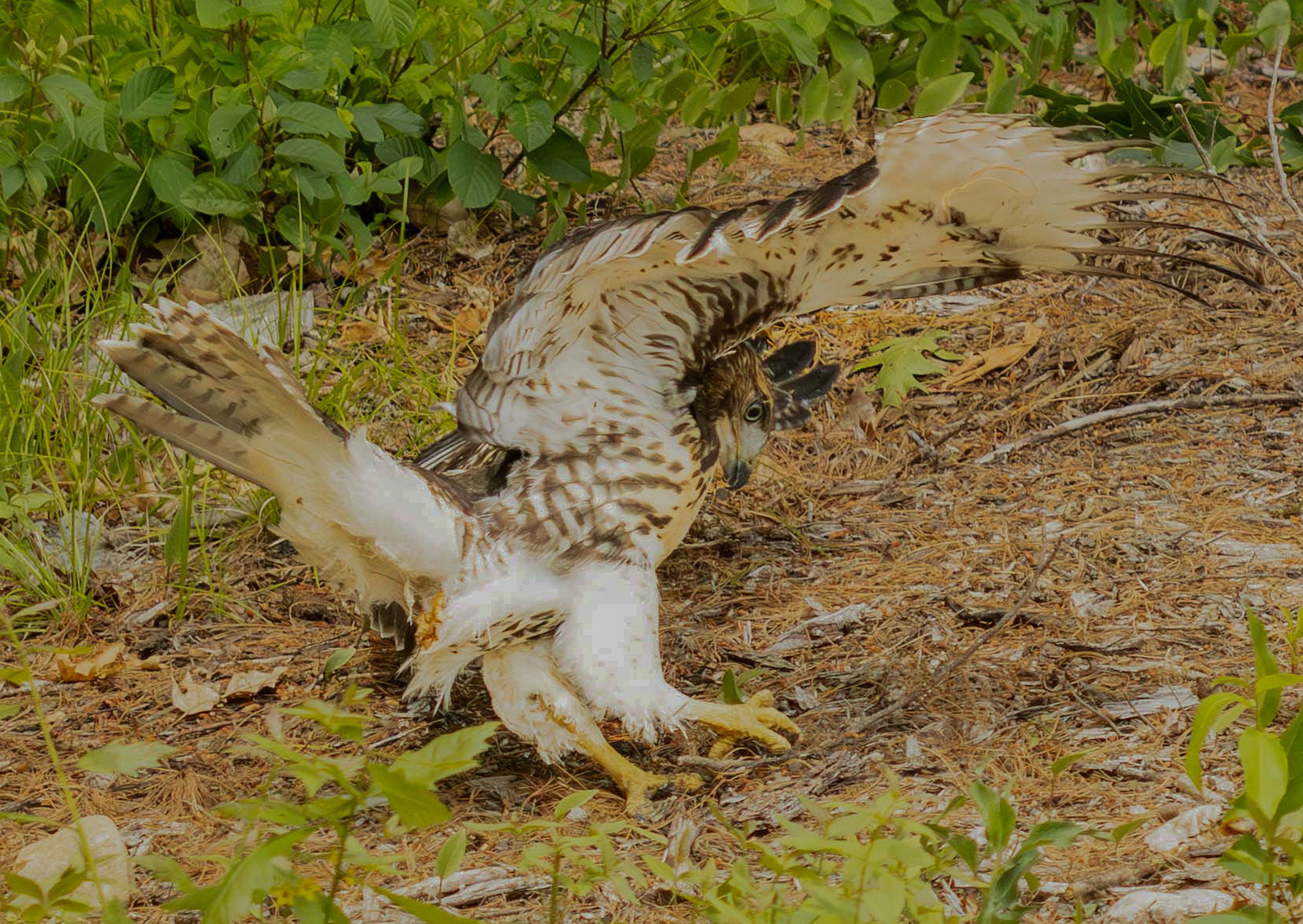 Juvenile Hawk Playing - Image Critiques - Nature Photographers Network