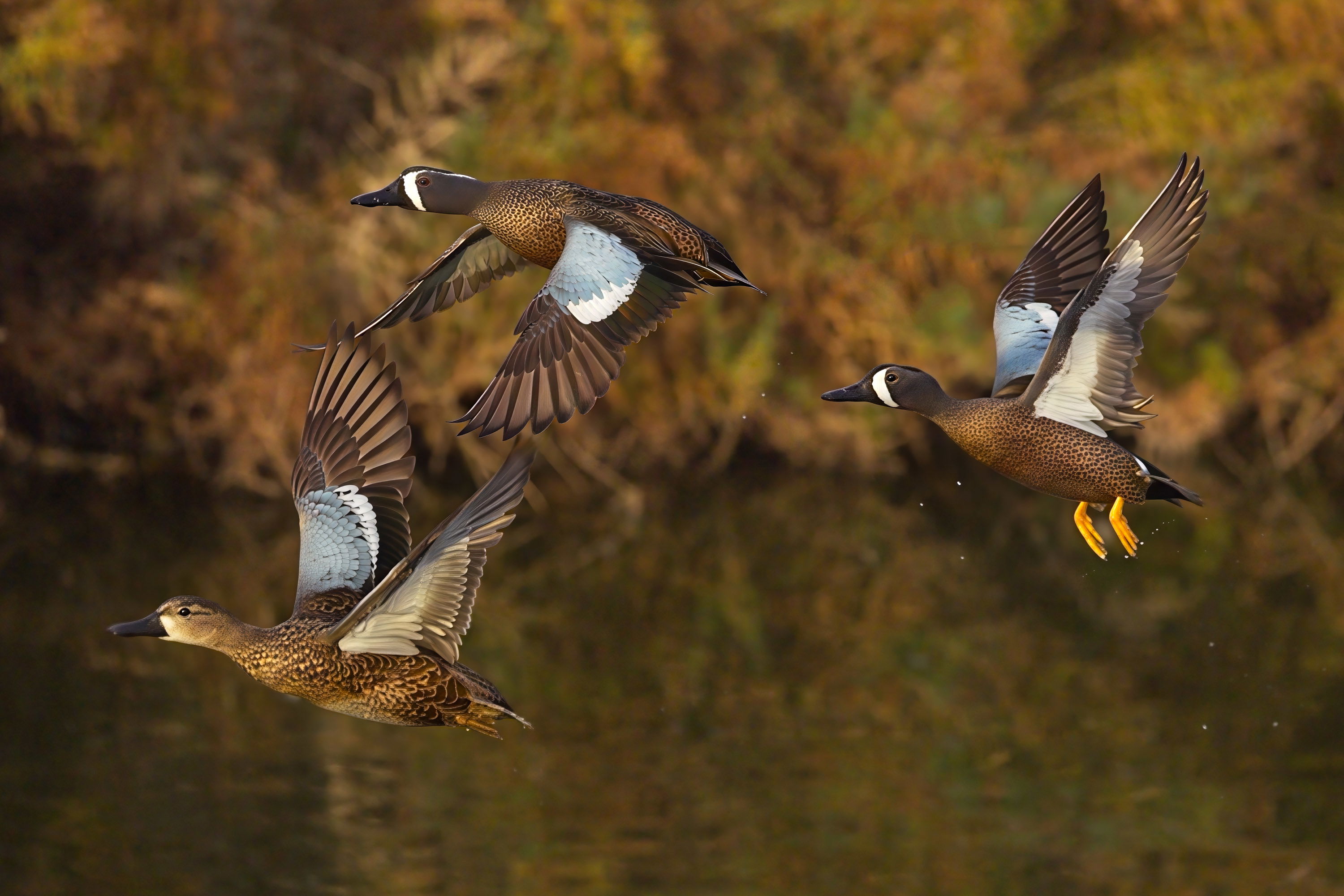 Back and forth at the Salton Sea updated - Avian Critiques - Nature ...