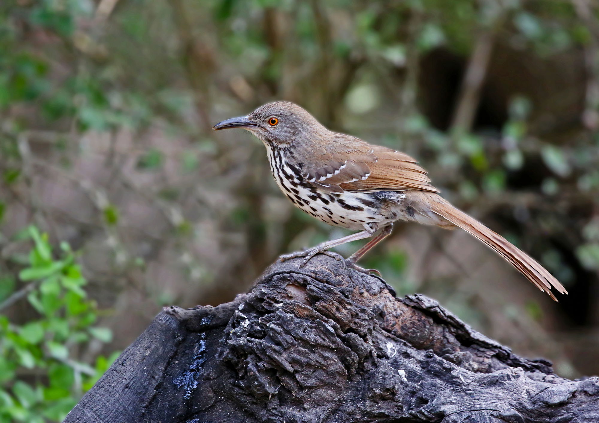Long-Billed Thrasher - Repost - Avian Critiques - Nature Photographers ...