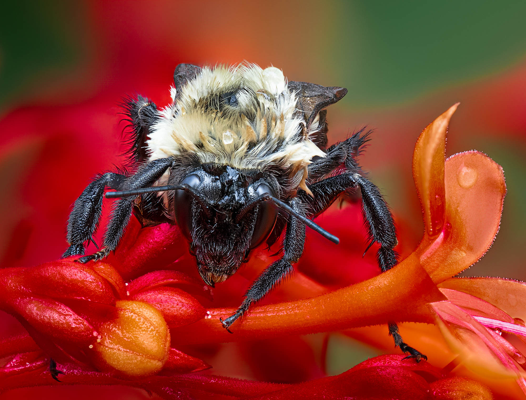 Bumble Bee after a morning shower - Macro/Close-up Critiques - Nature ...