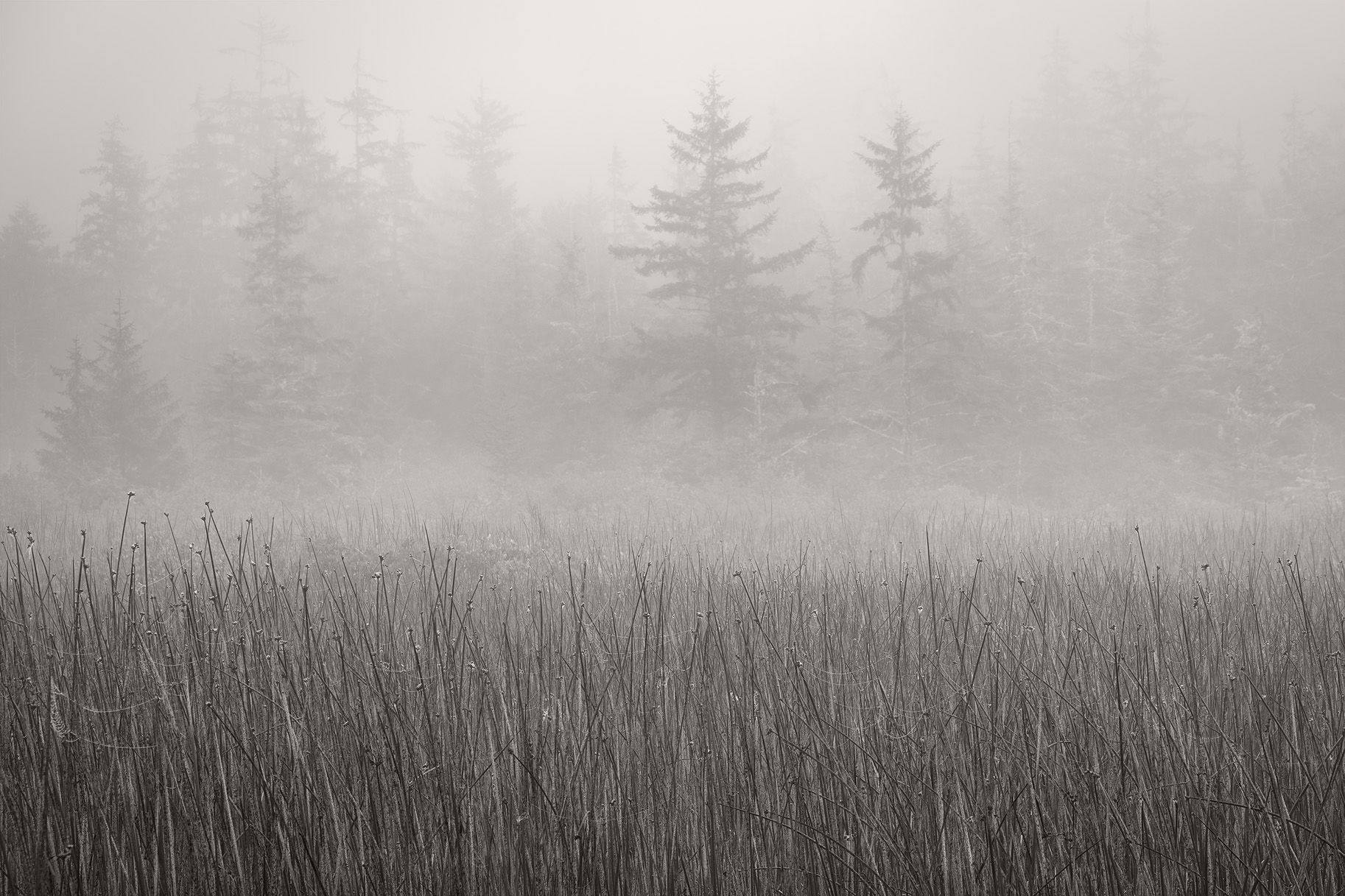 Lifting Fog - Landscape Critiques - Nature Photographers Network