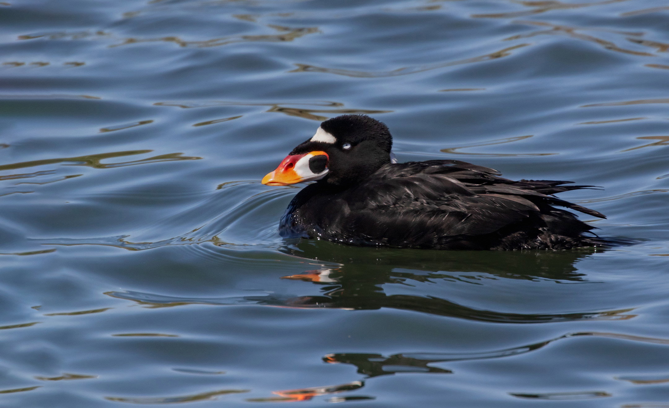 Surf Scoter - Not Amused - Recropped - Image Critiques - Nature ...