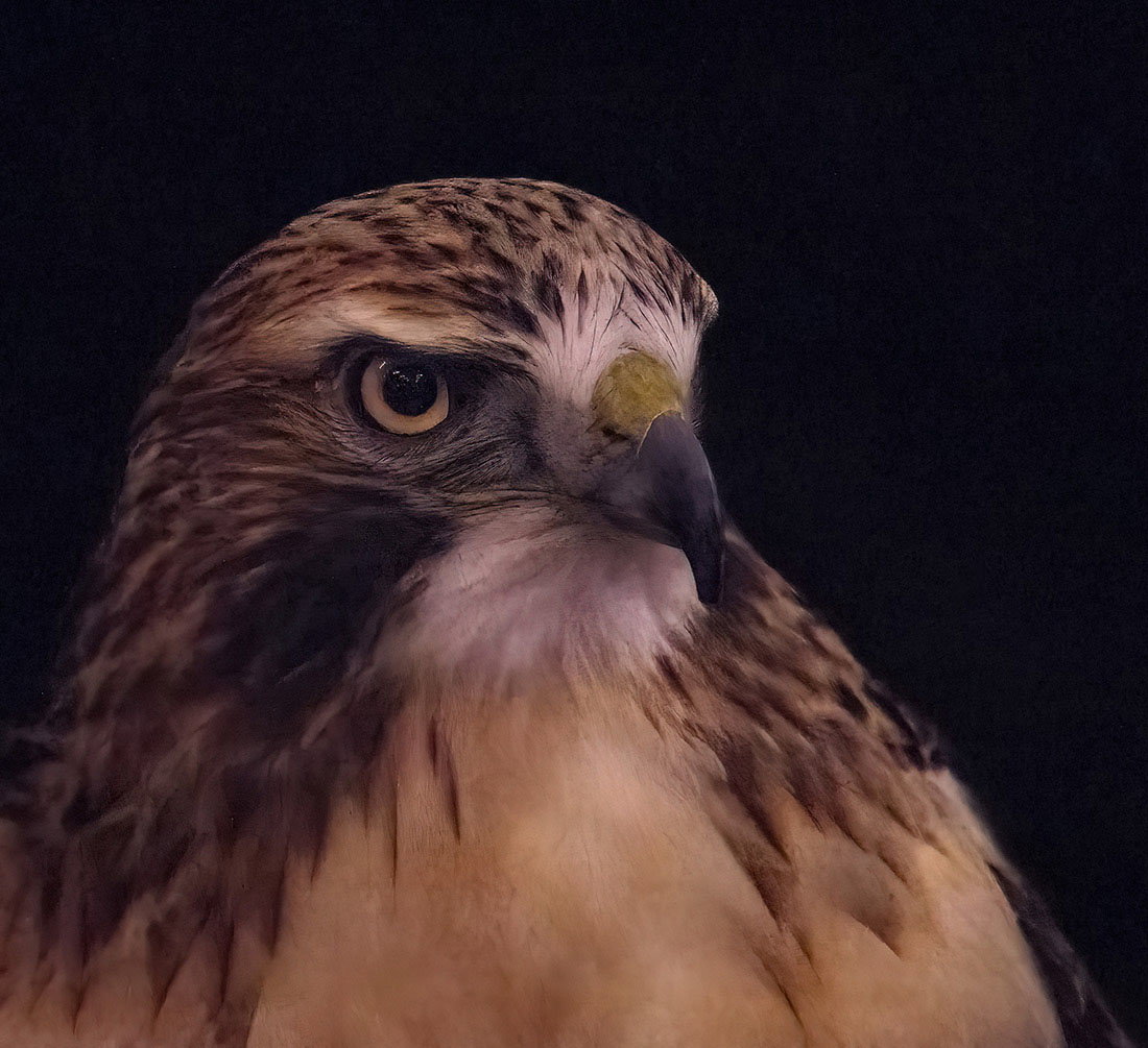 CAPTIVE Red-tailed Hawk at the Rocky Mountain Raptor Program - Image ...