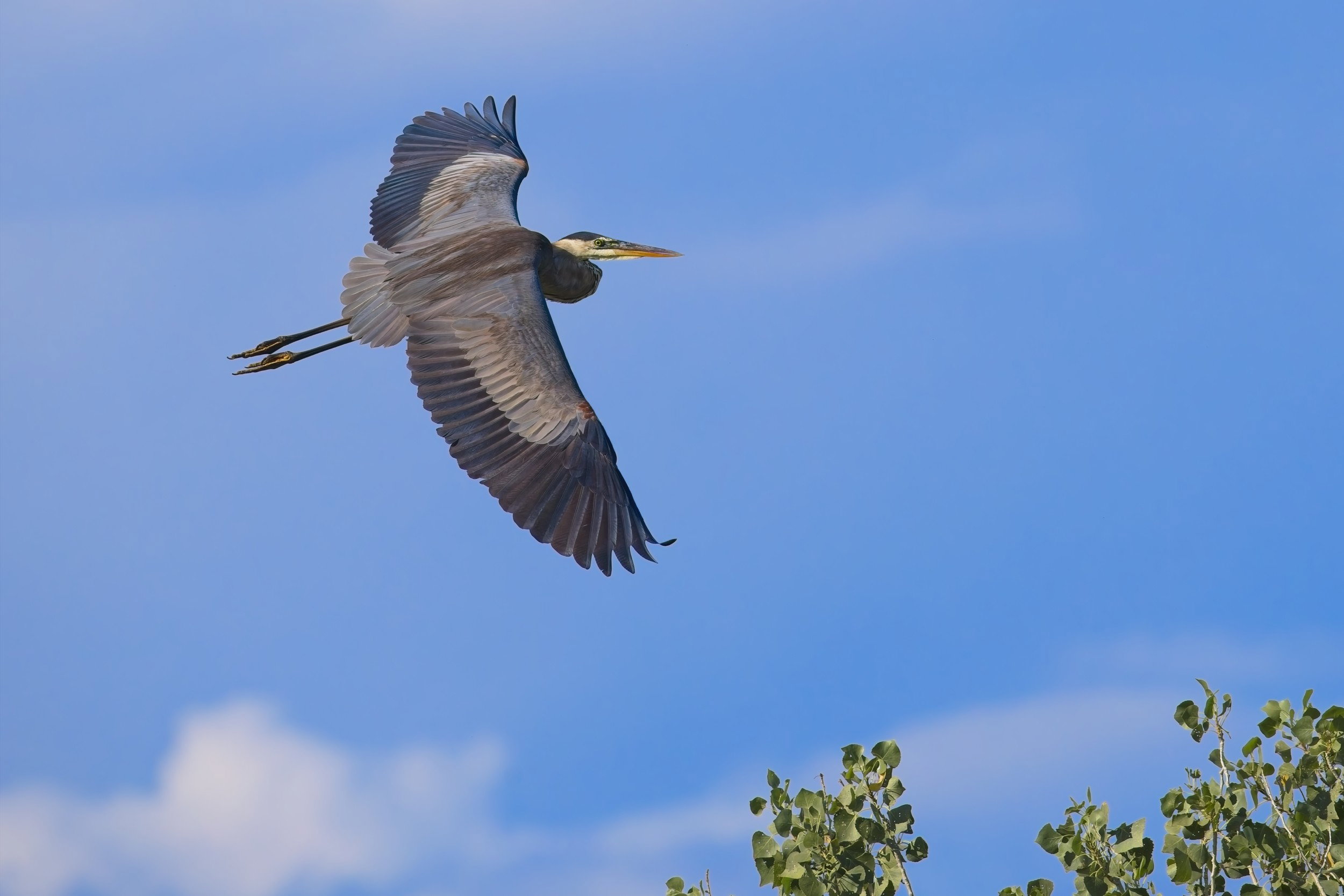 Afternoon flight over the river Update 2 - Image Critiques - Nature ...