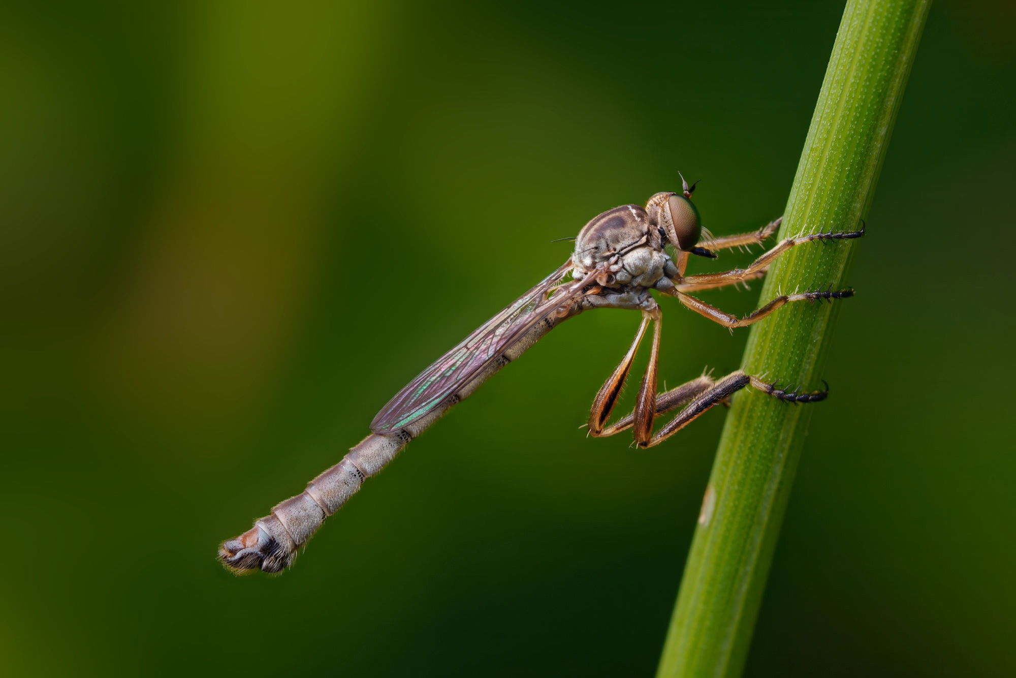 Striped and slender - Macro/Close-up Critiques - Nature Photographers ...