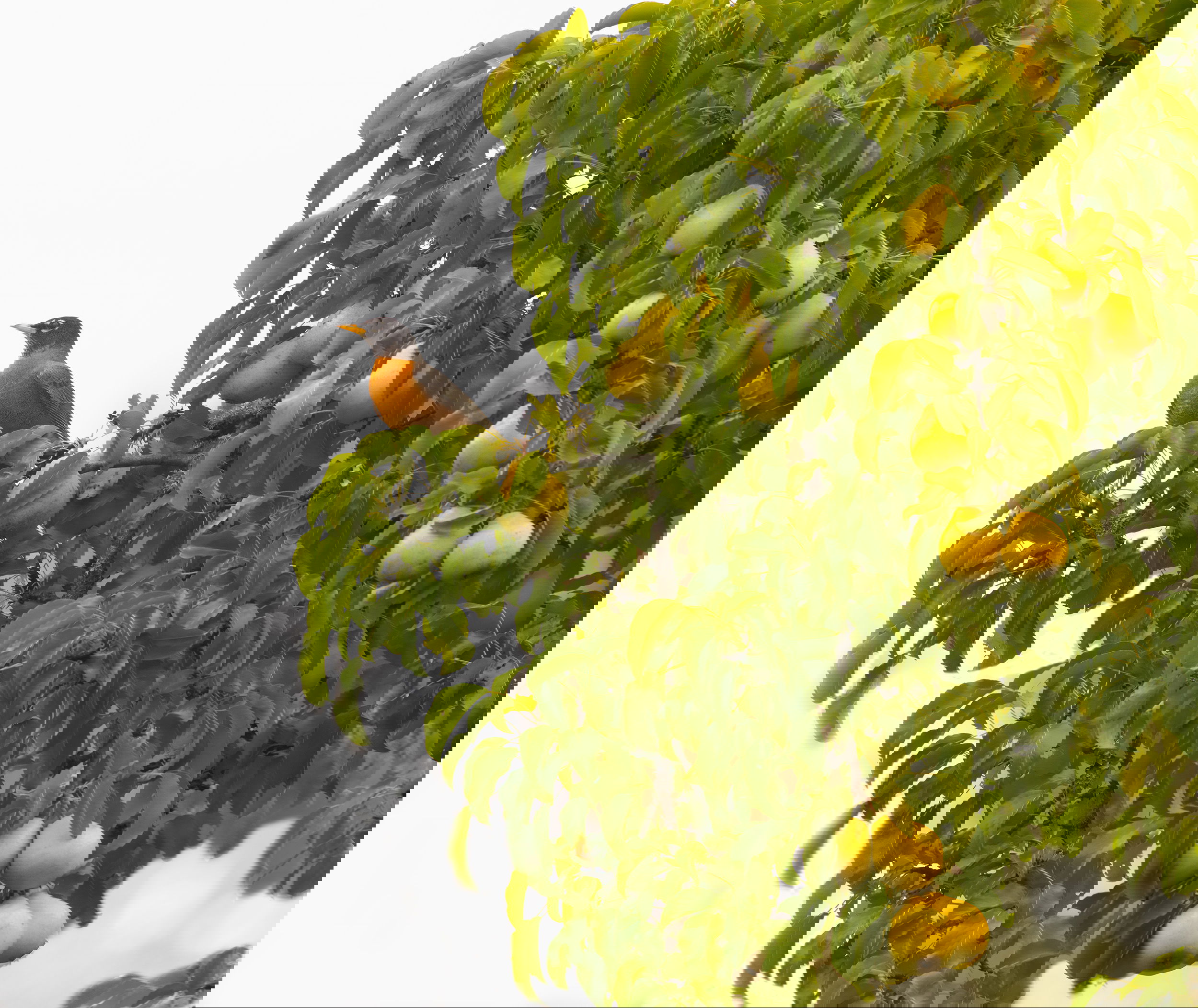 Sorry, but the partridge had a prior committment - Avian Critiques ...