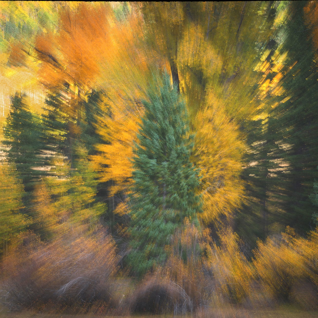 Joyous Forrest Explosion - Abstract Nature Critiques - Nature ...