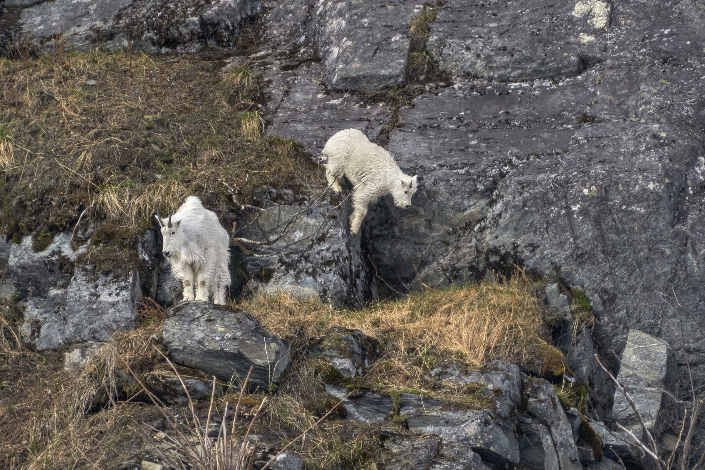 Junior Goat Jumps #2 - Weekly Challenge - Nature Photographers Network