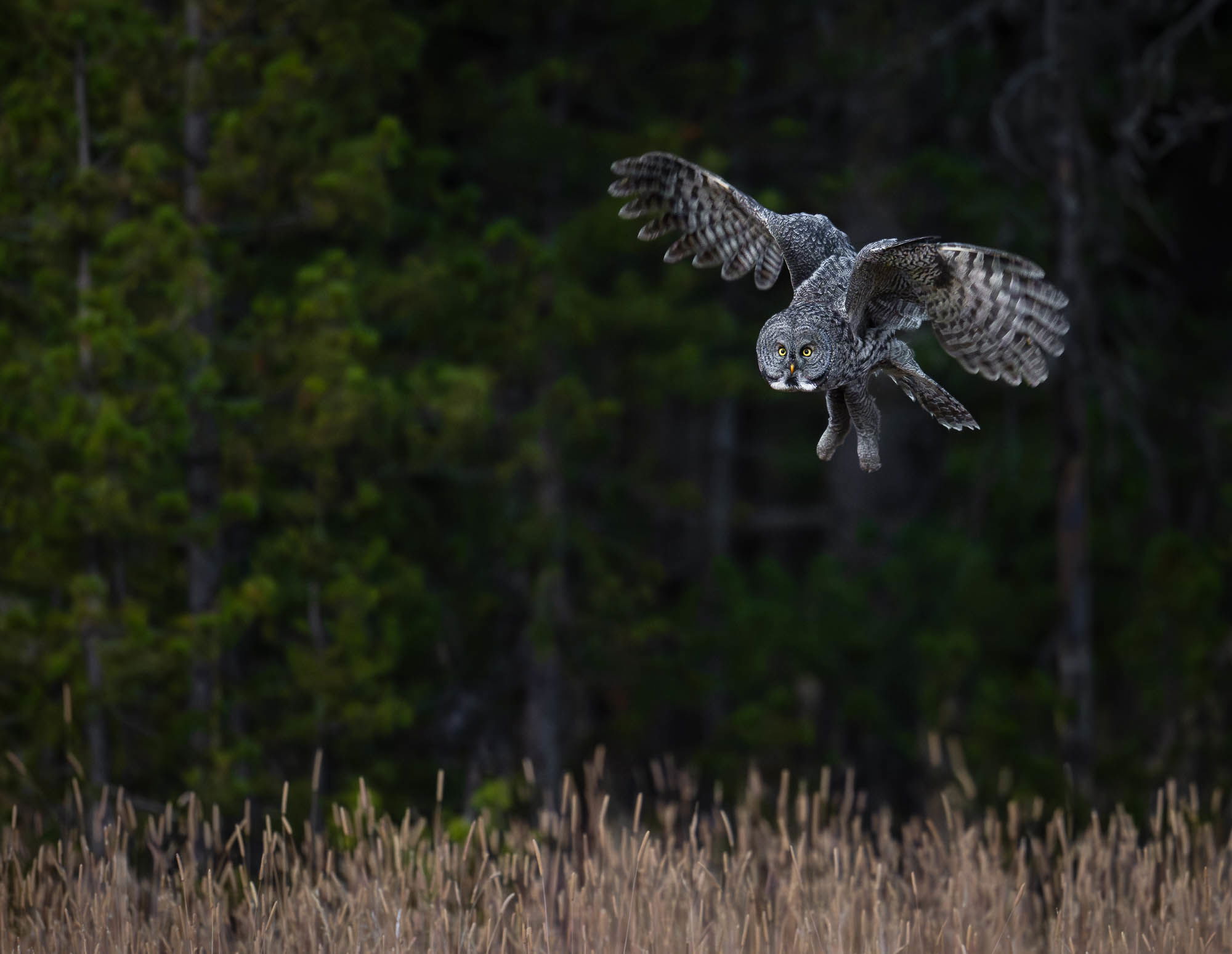 Grey Ghost Yellowstone NP - Avian Critiques - Nature Photographers Network