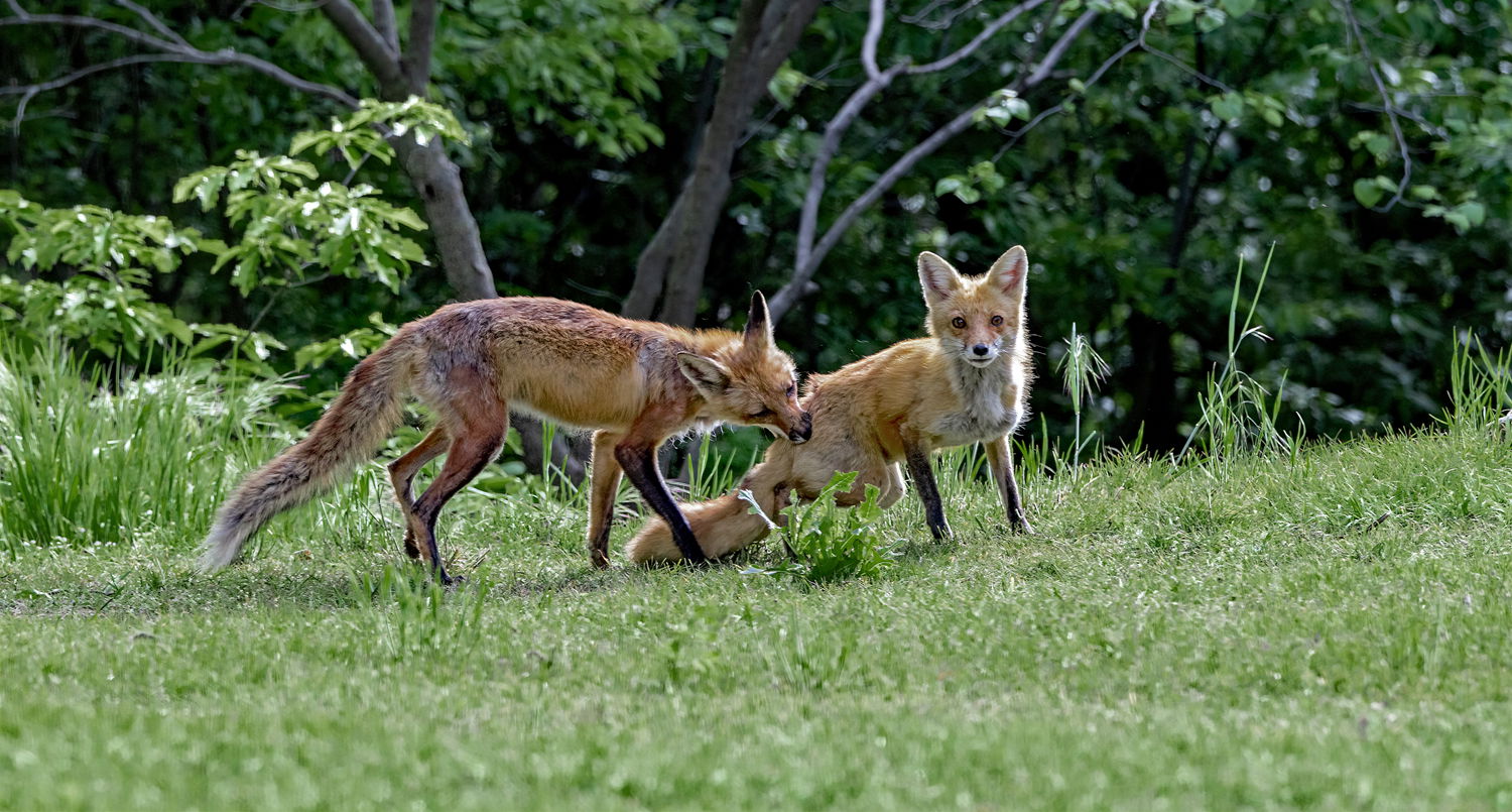 Foxes at Play - Project Critiques - Nature Photographers Network