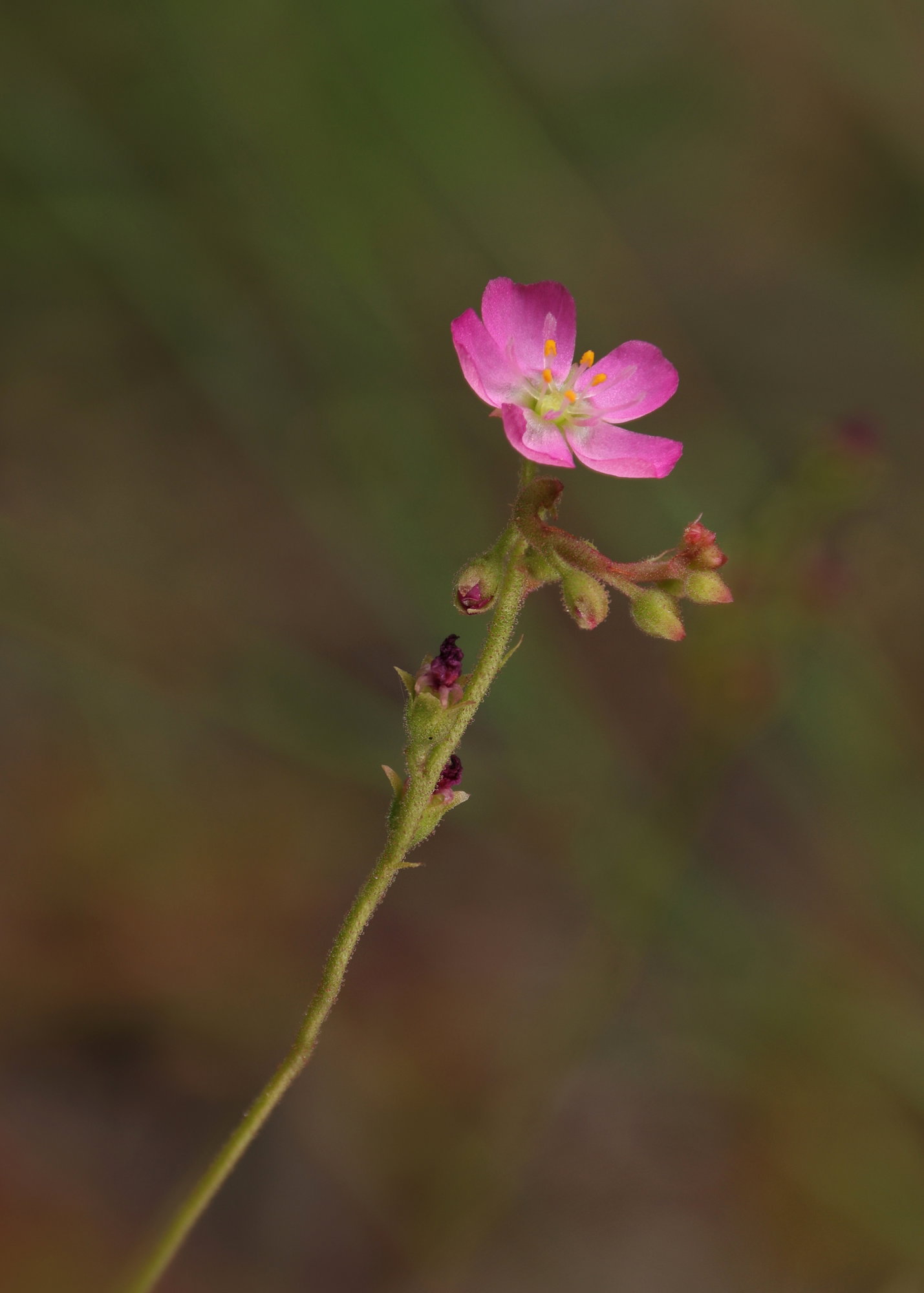 Carnivorous in pink and rework below original - Image Critiques ...