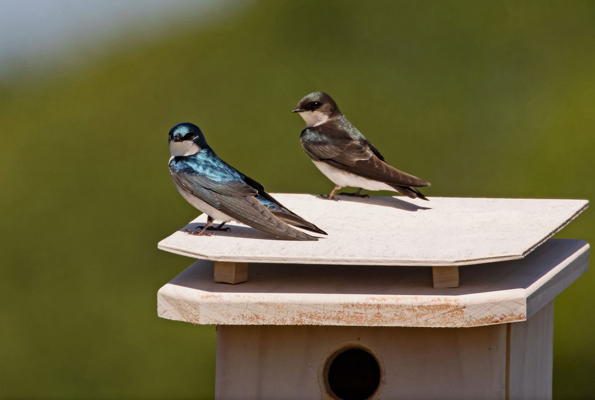 Tree Swallow Guarding the Hole - with a Replacement in Series - Avian Critiques - Nature ...