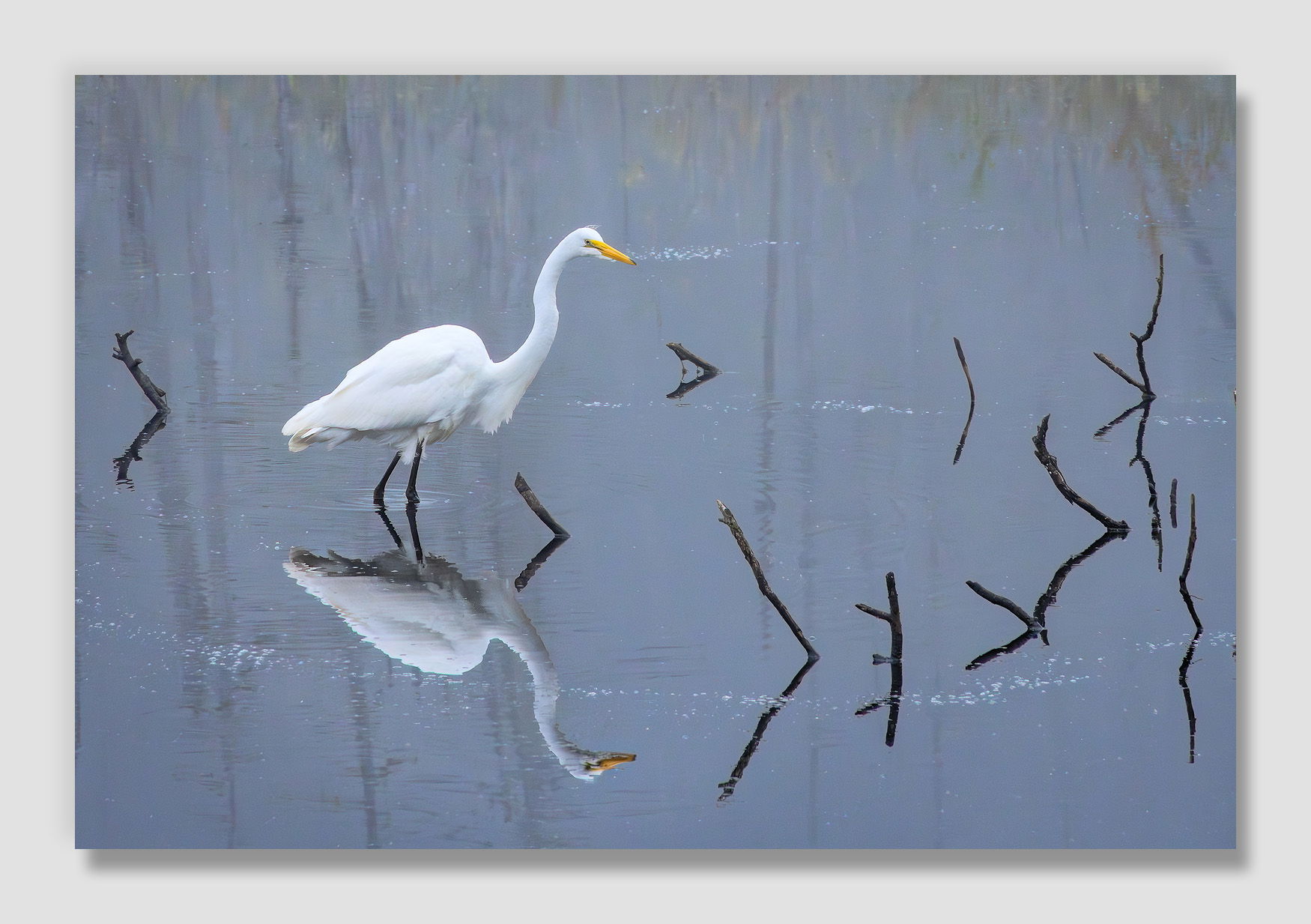 Wayfaring Stranger - Avian Critiques - Nature Photographers Network