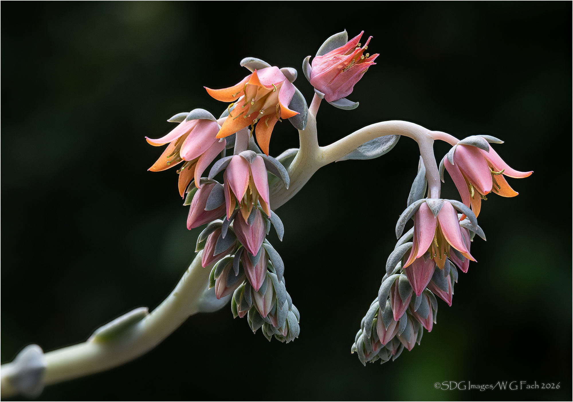 Aging Gracefully - Flora Critiques - Nature Photographers Network