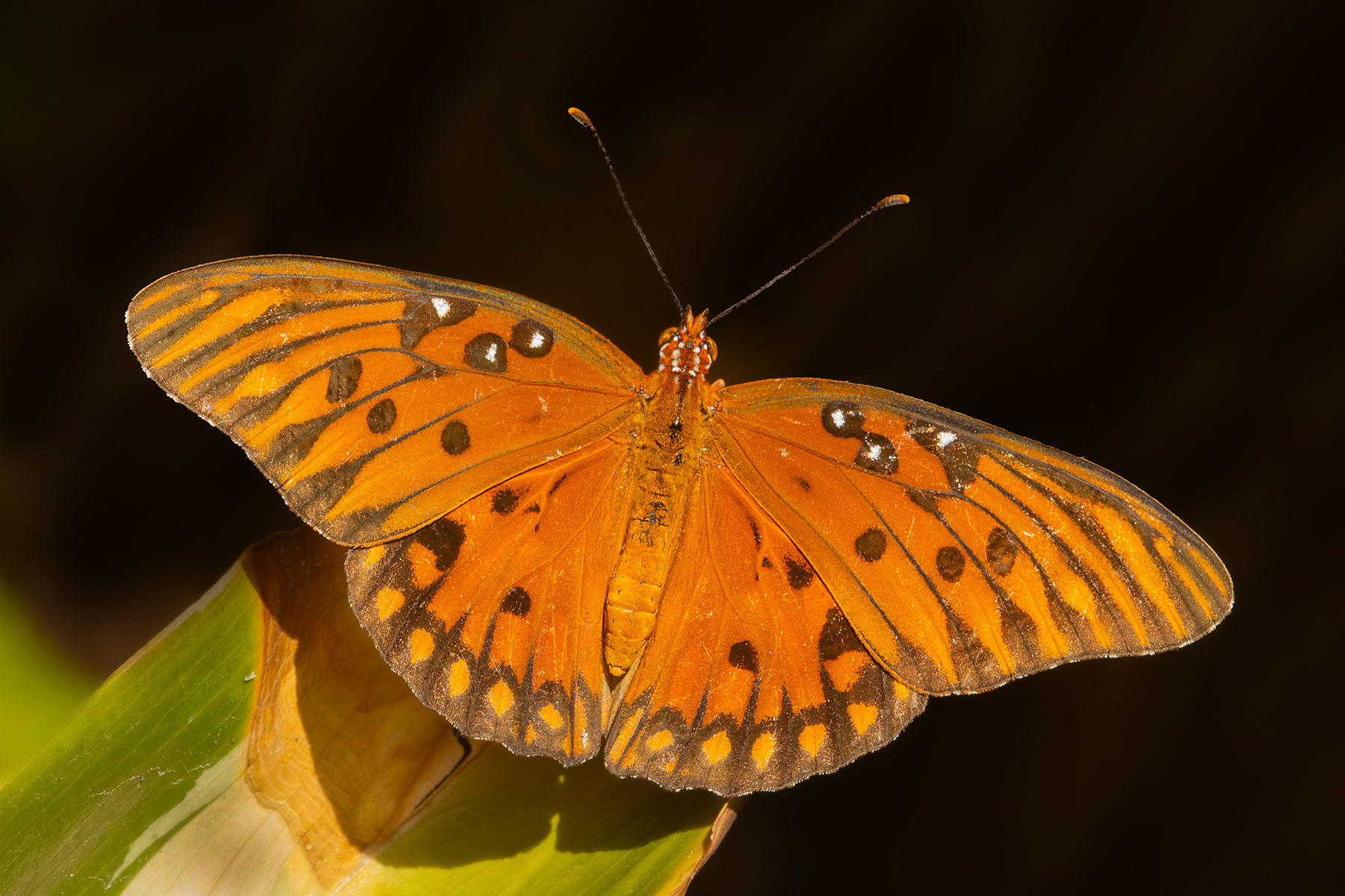 Gulf Fritillary and a Black Swallowtail - Macro/Close-up Critiques ...
