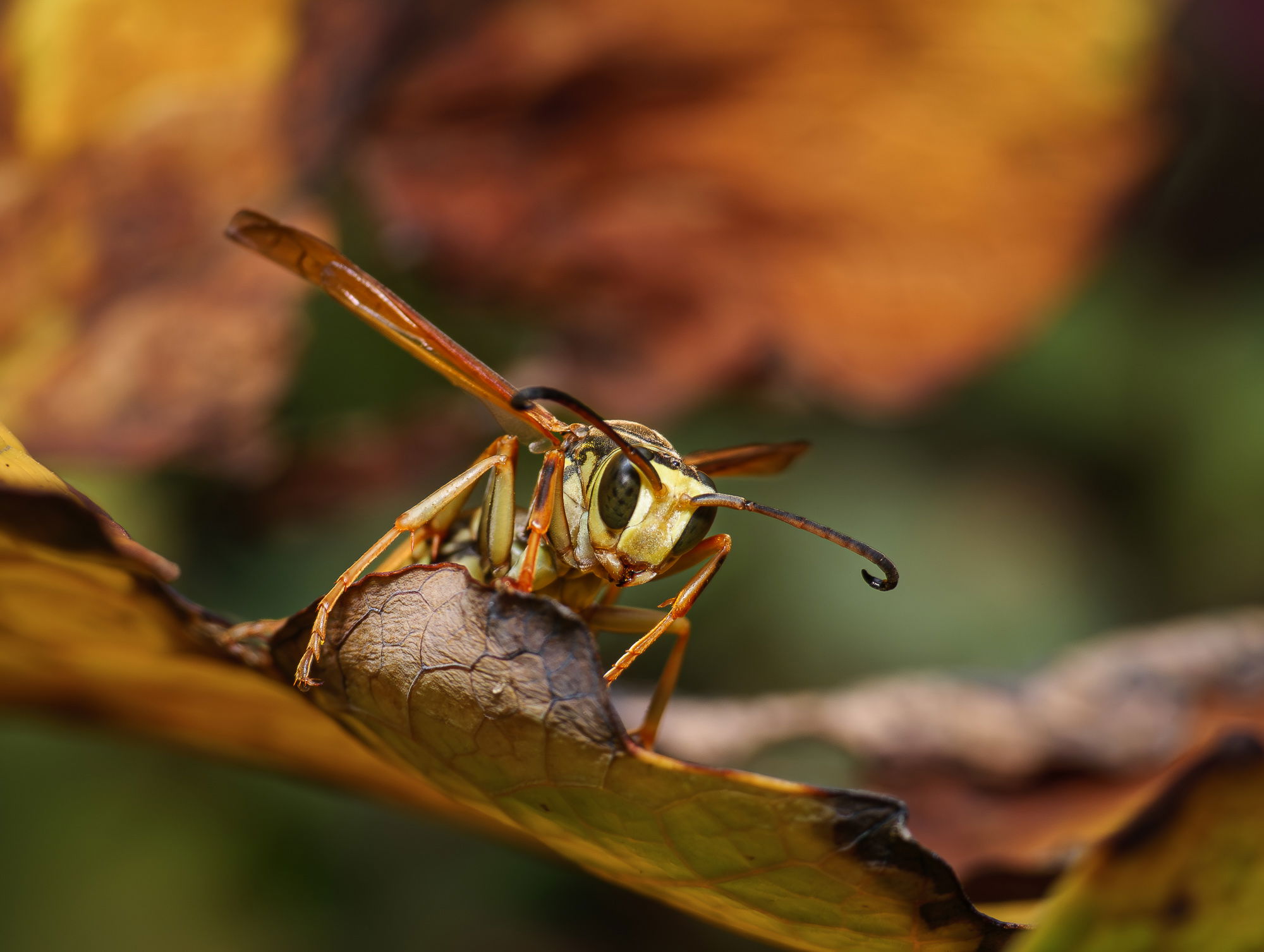 A year of absence - Weekly Challenge - Nature Photographers Network