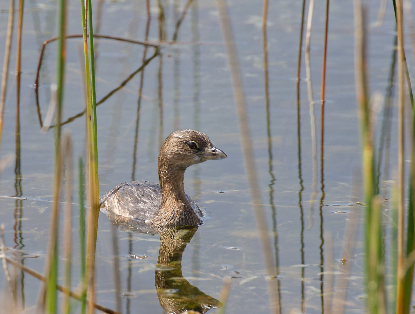 Hiding in the reeds. - Avian Critiques - Nature Photographers Network
