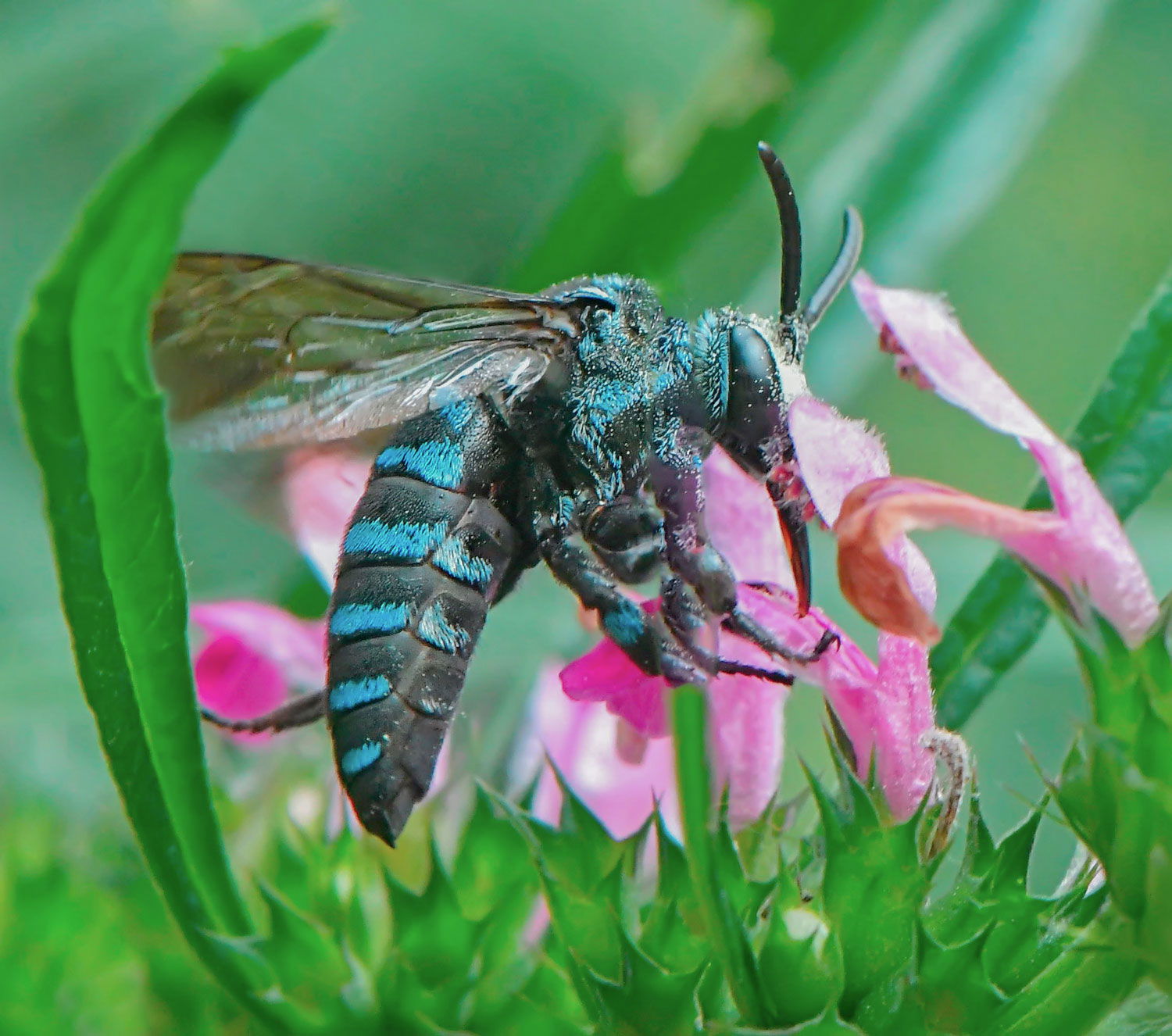 Cloak and Dagger - Macro/Close-up Critiques - Nature Photographers Network