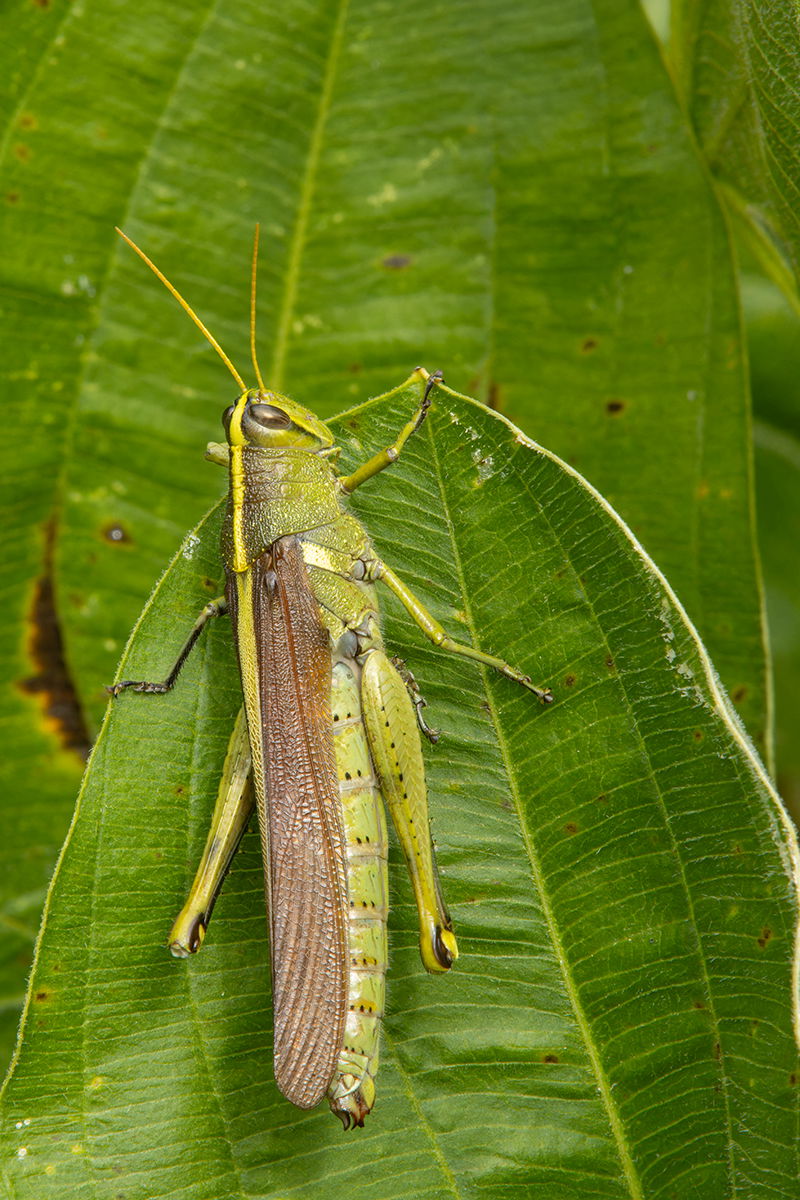 Obscure Bird Grasshopper - Macro/Close-up Critiques - Nature ...