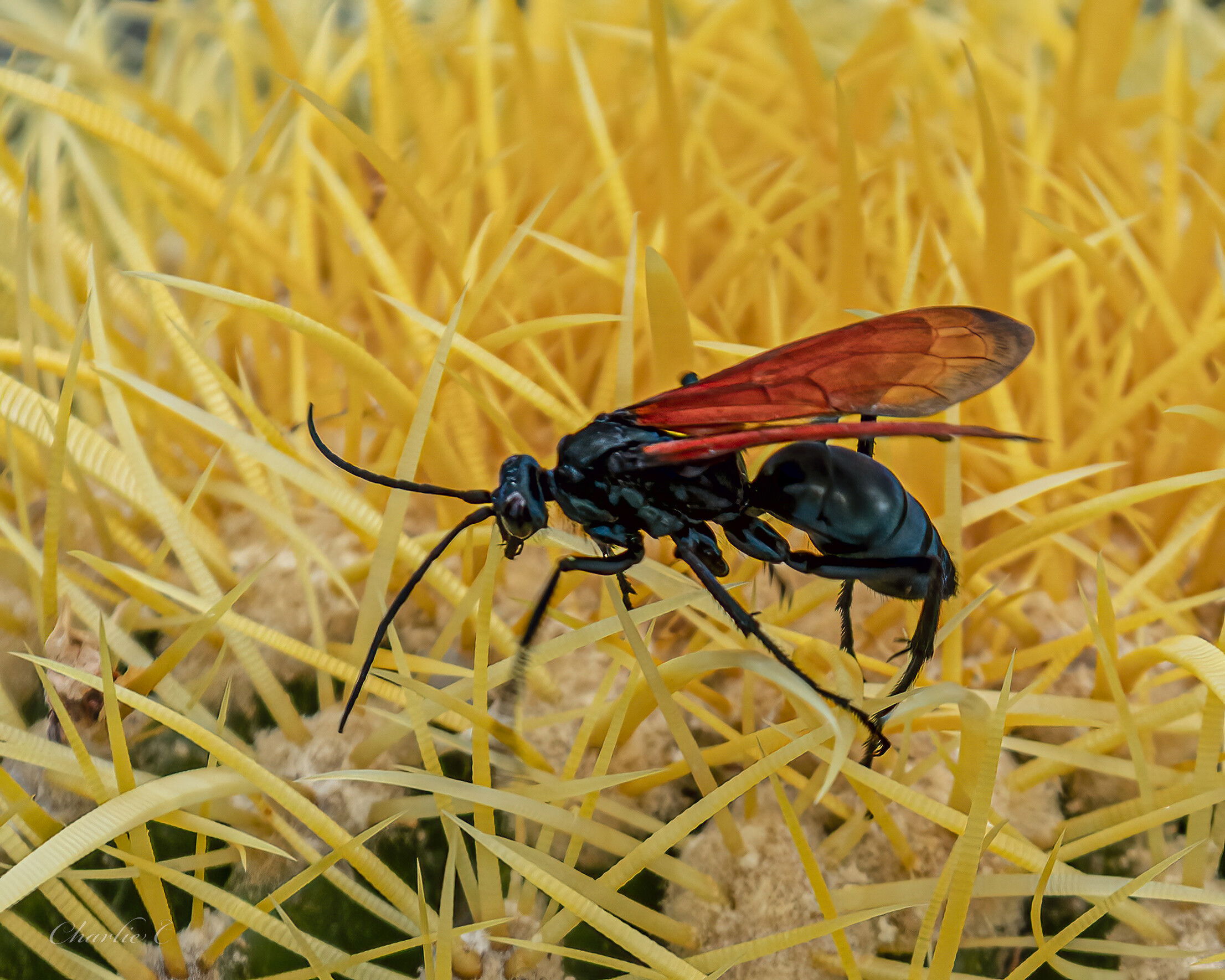 tarantula hawk stinger