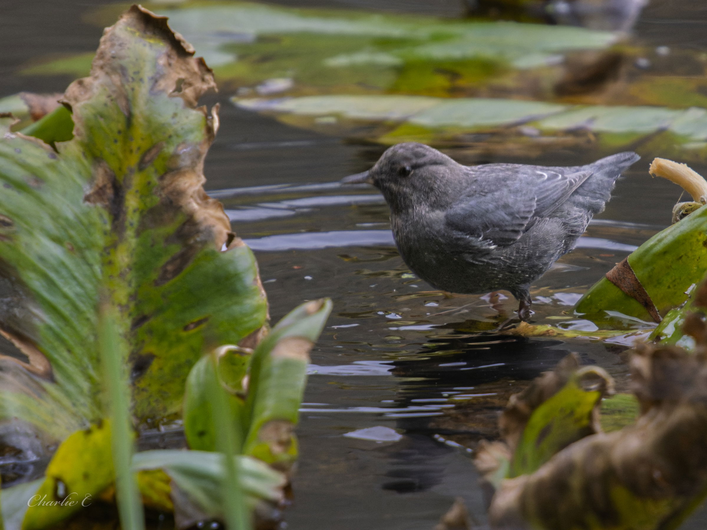 Dipper feeding - Avian Critiques - Nature Photographers Network