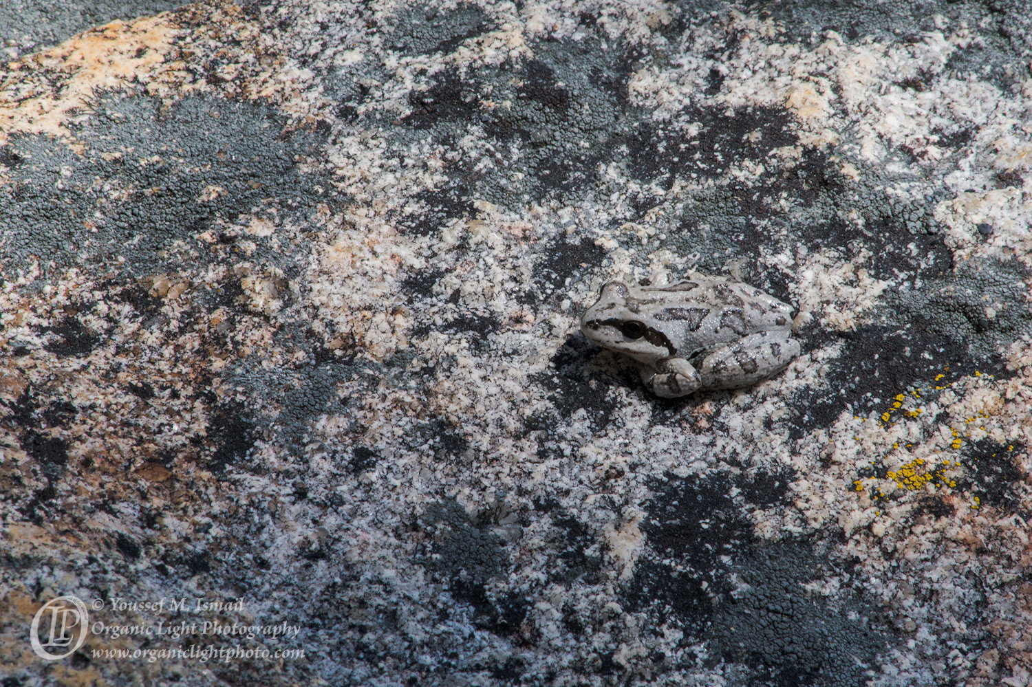 Where's Wally - Image Critiques - Nature Photographers Network