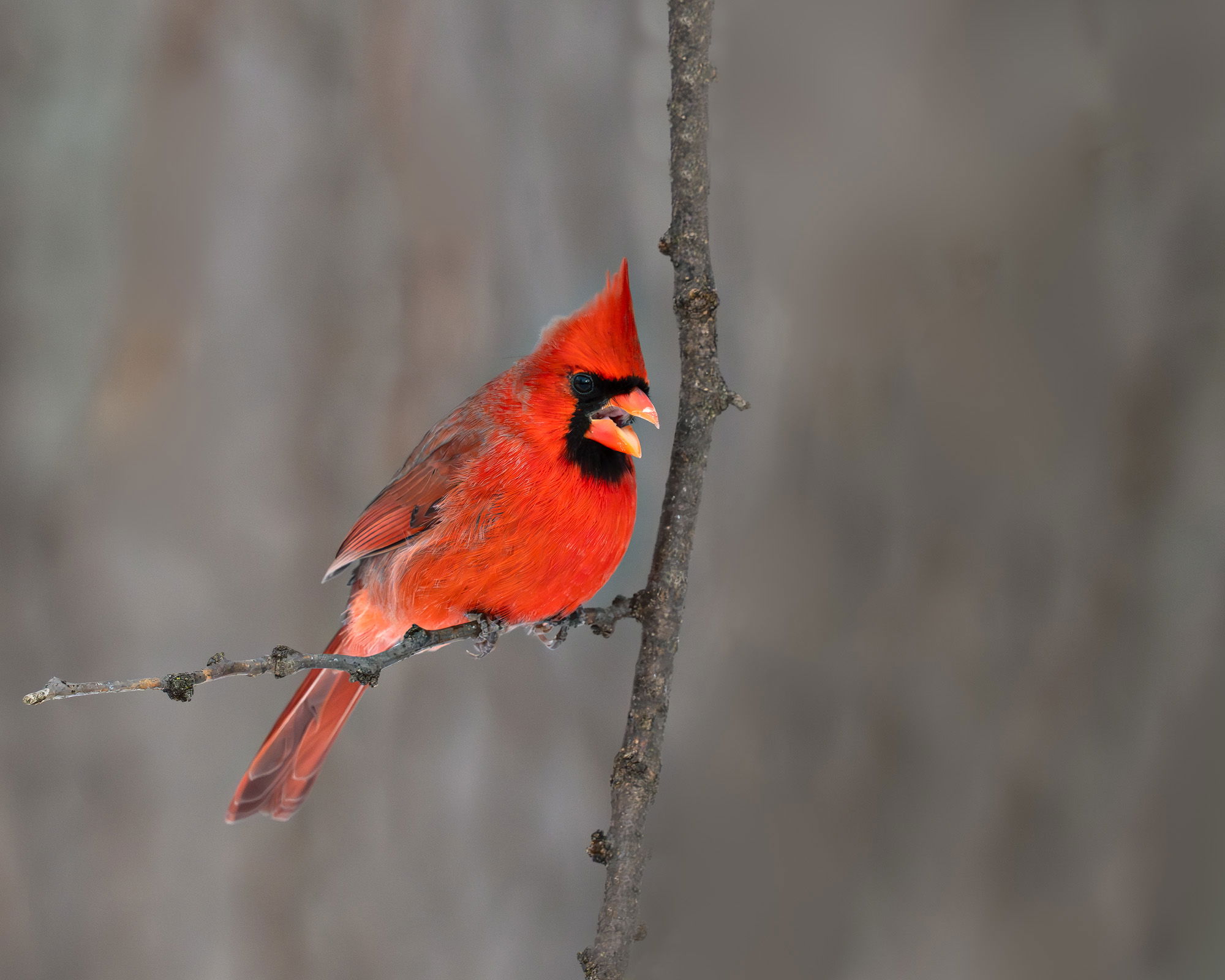 Northern Cardinal - Avian Critiques - Nature Photographers Network