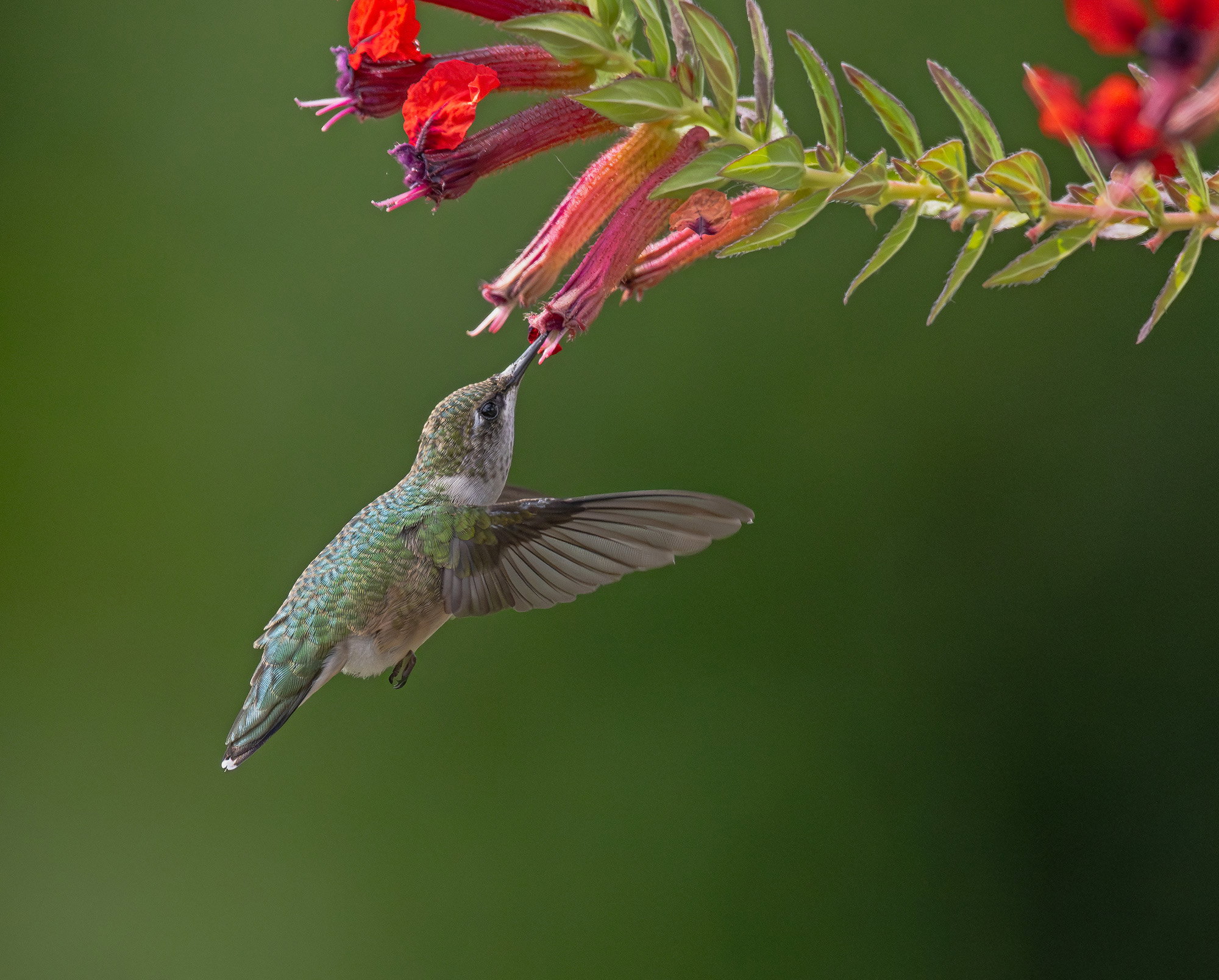 Ruby Throated Hummingbird visiting Bat Faced Cuphea + RePost - Image ...