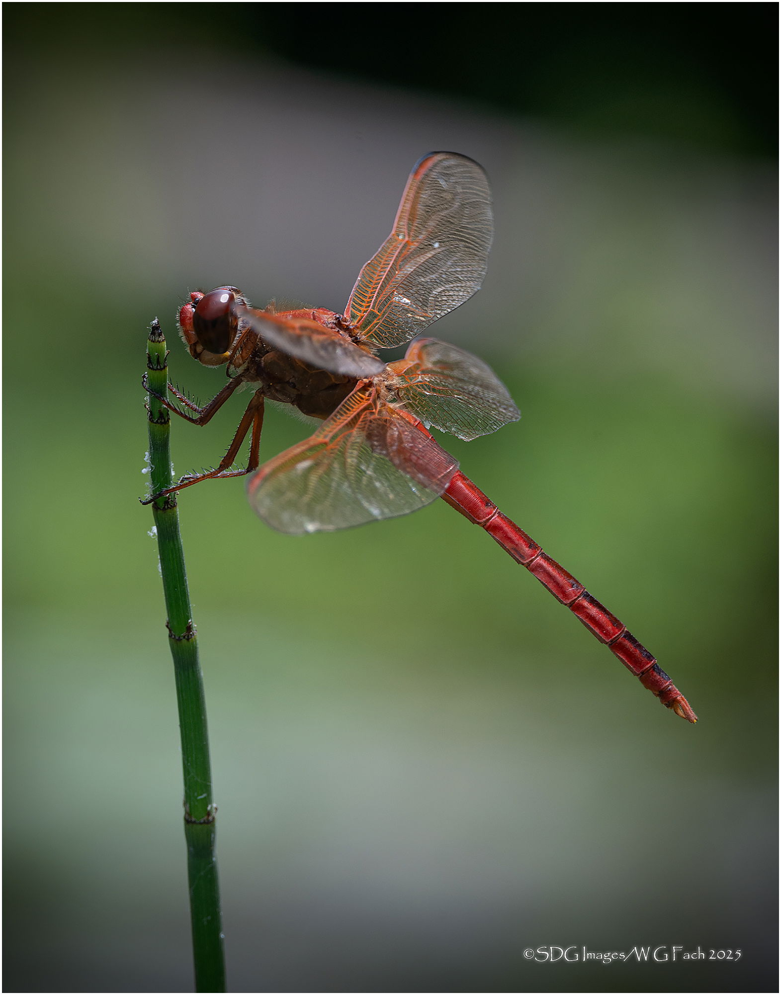Big Red - Macro/Close-up Critiques - Nature Photographers Network