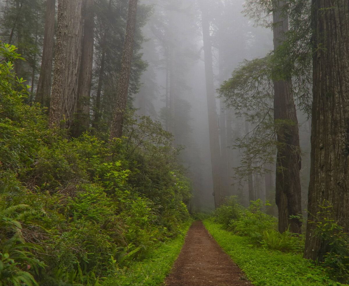 Forest Fog Path Road