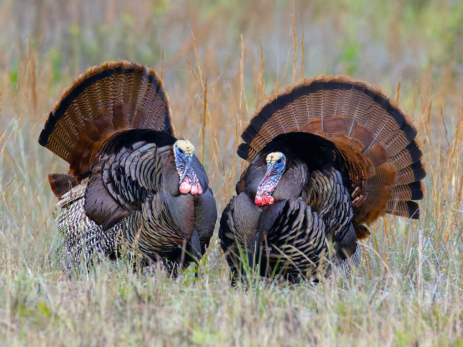 More Wild Turkeys - Image Critiques - Nature Photographers Network