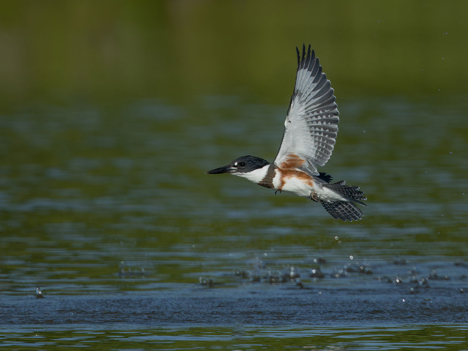 More kingfishers at the state park pond - Avian Critiques - Nature ...