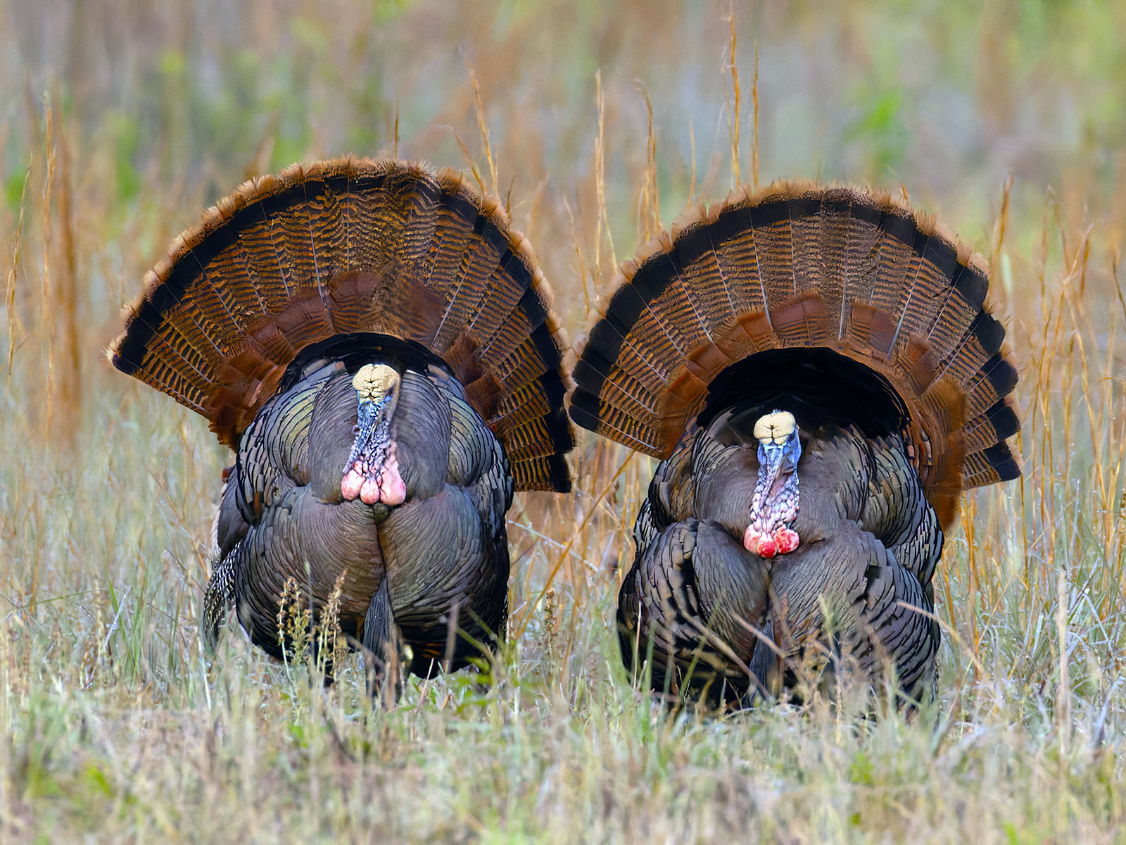 More Wild Turkeys - Image Critiques - Nature Photographers Network