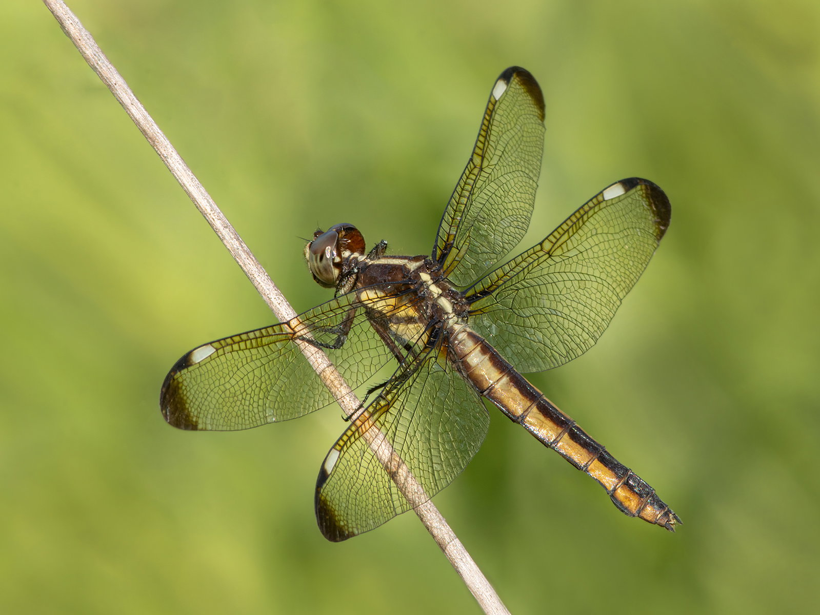 Spangled Skimmer - Image Critiques - Nature Photographers Network
