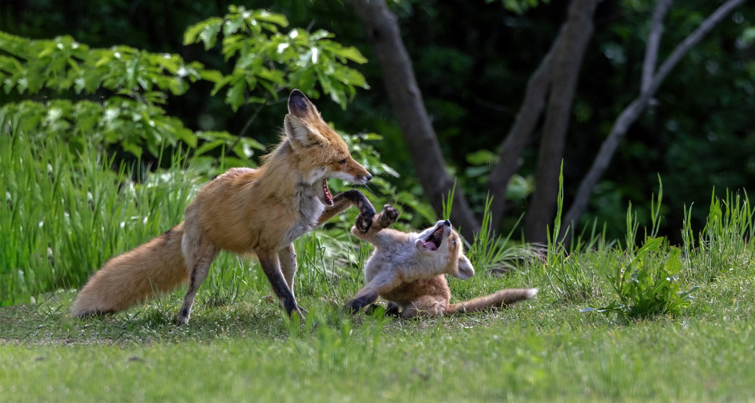 Foxes at Play - Project Critiques - Nature Photographers Network